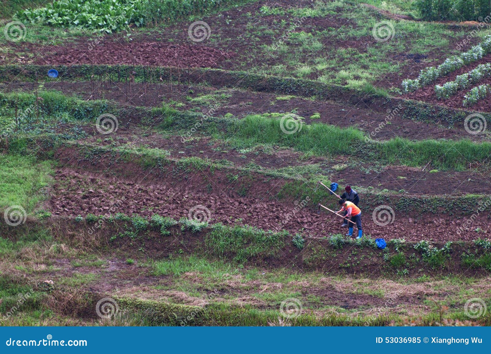Hoeing farmers editorial image. Image of flower, farming - 53036985