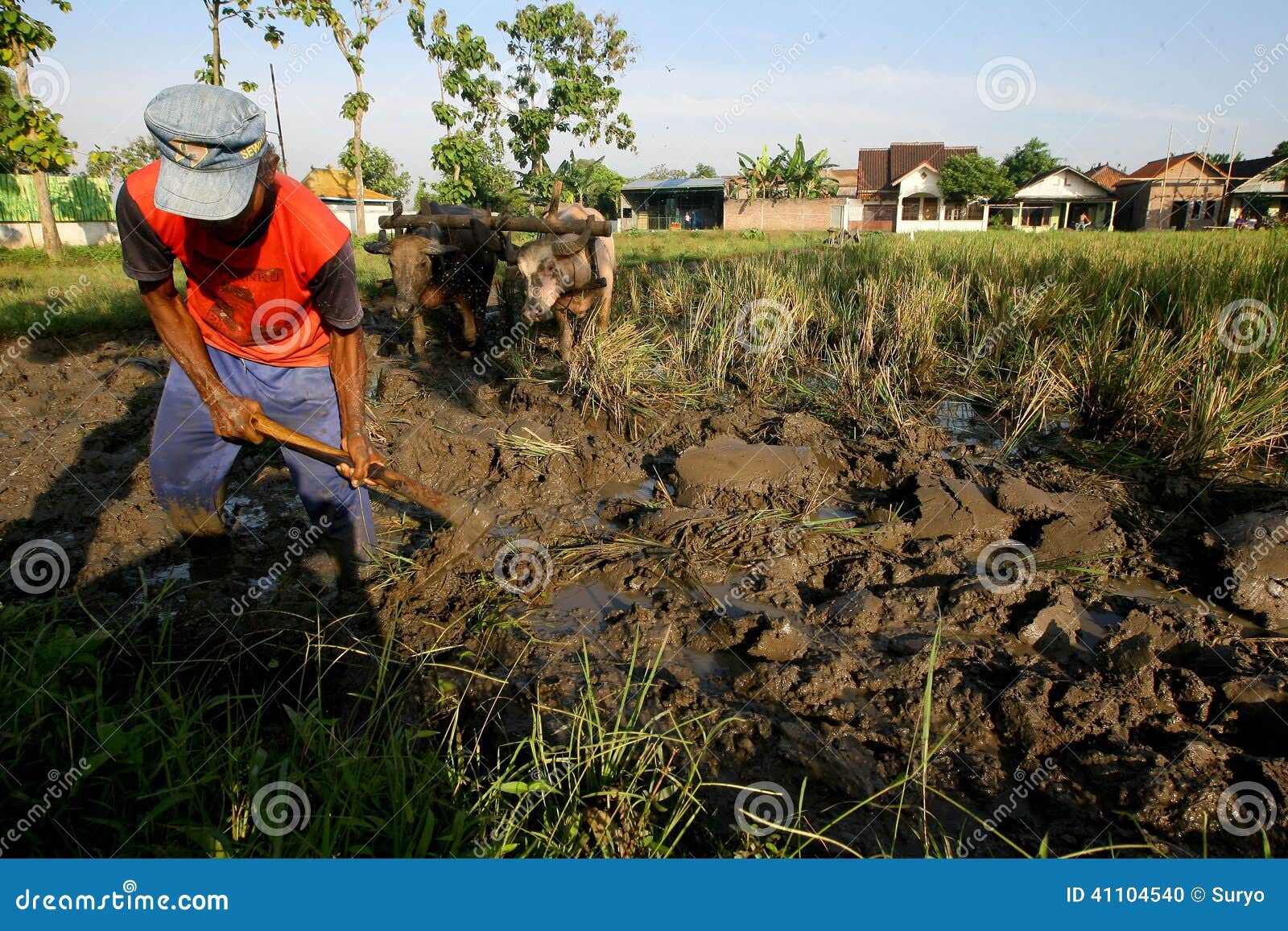 Hoeing the field editorial image. Image of indonesia - 41104540