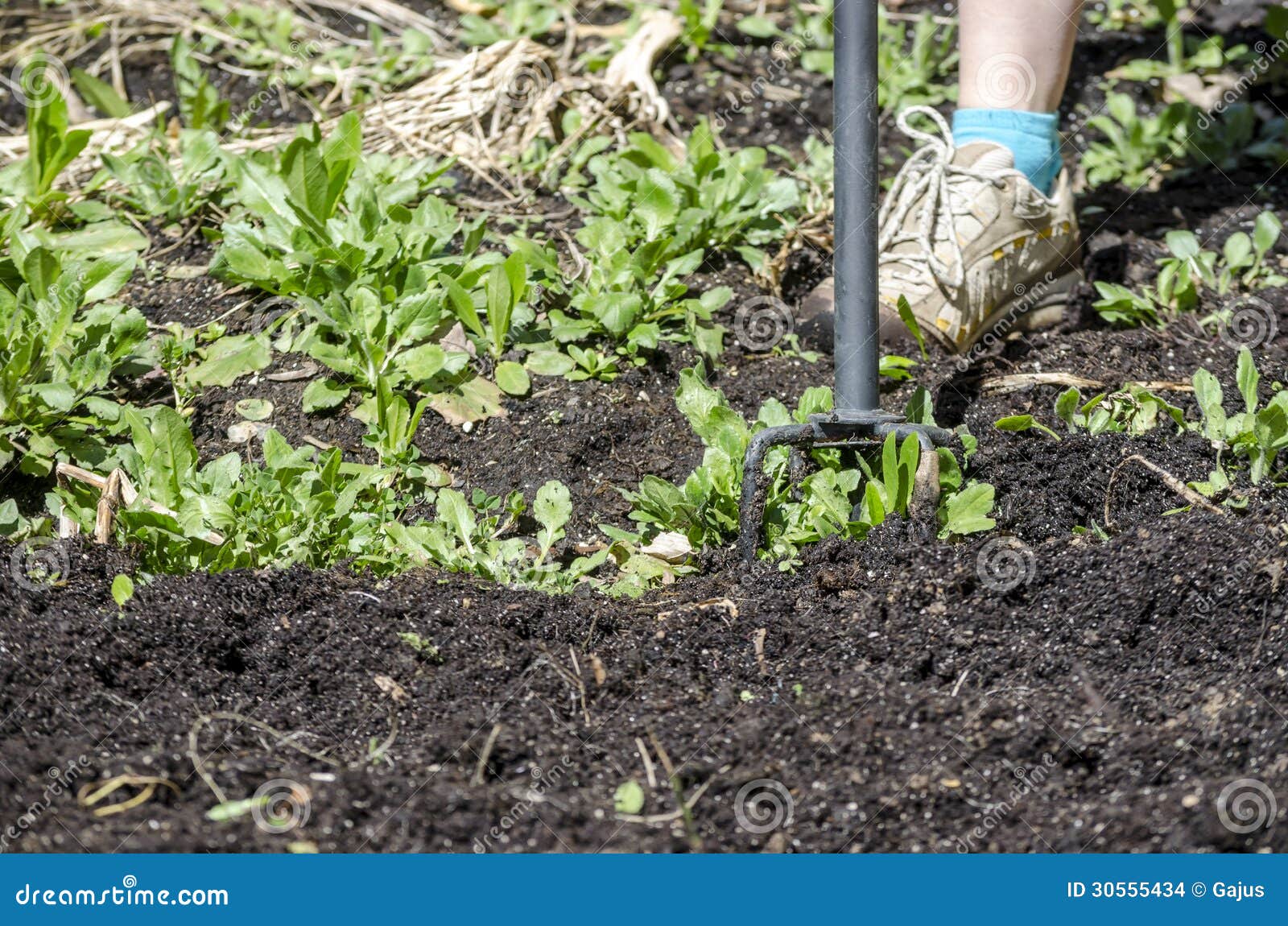 Hoeing in the garden stock photo. Image of soil, ground - 30555434