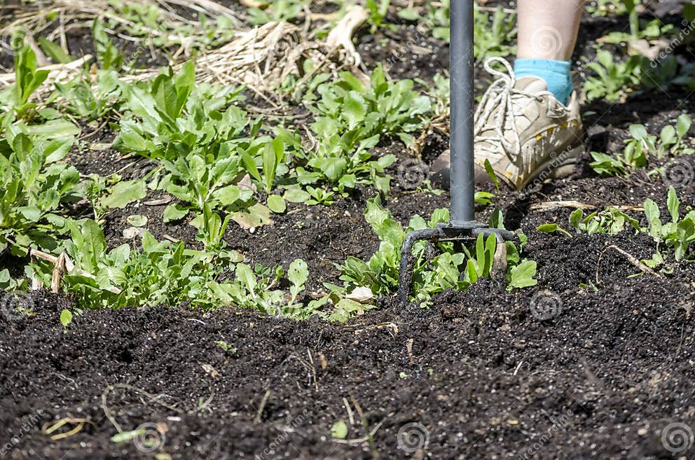 Hoeing in the garden stock photo. Image of soil, ground - 30555434