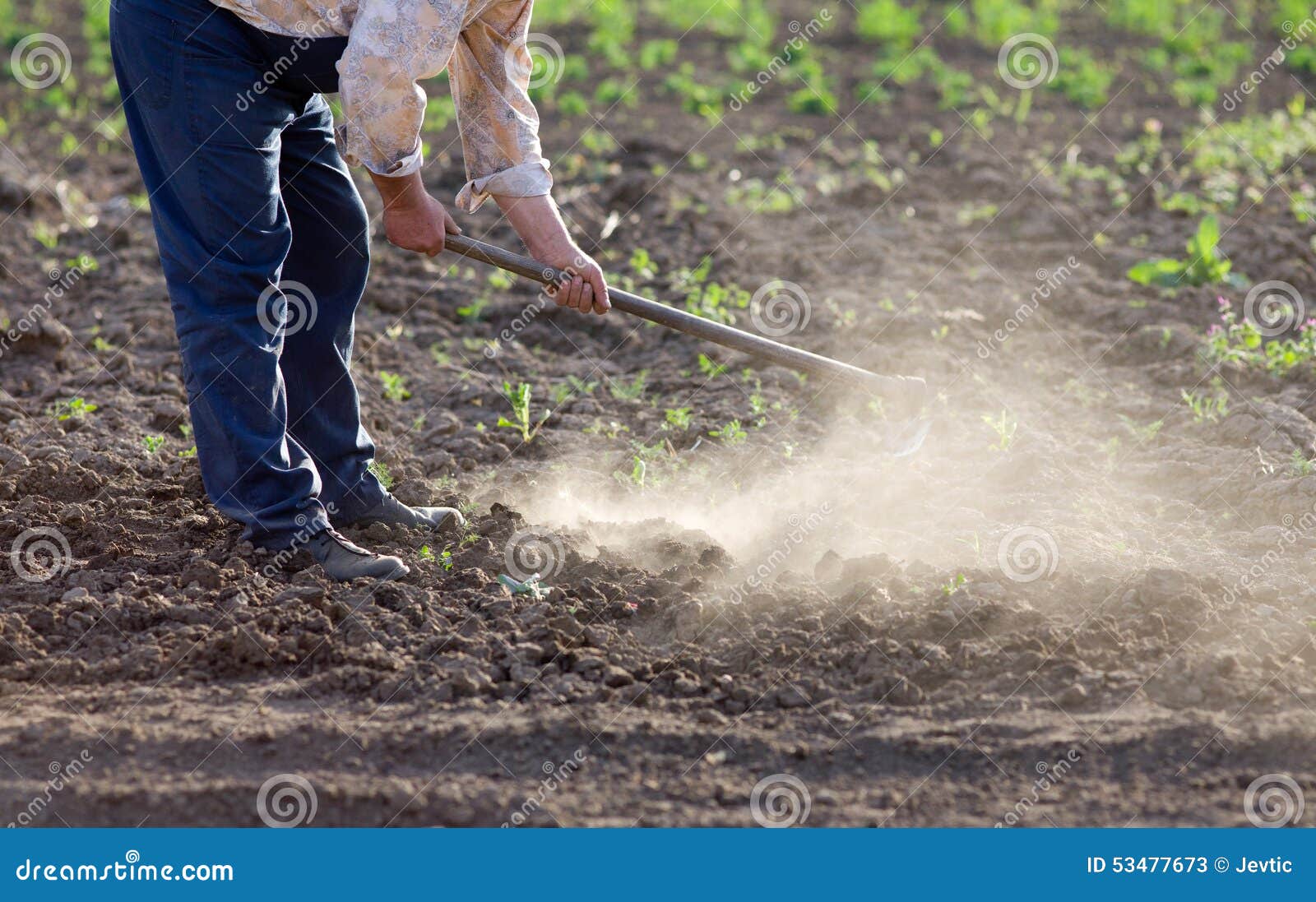 Hoeing garden stock image. Image of growing, male, person - 53477673