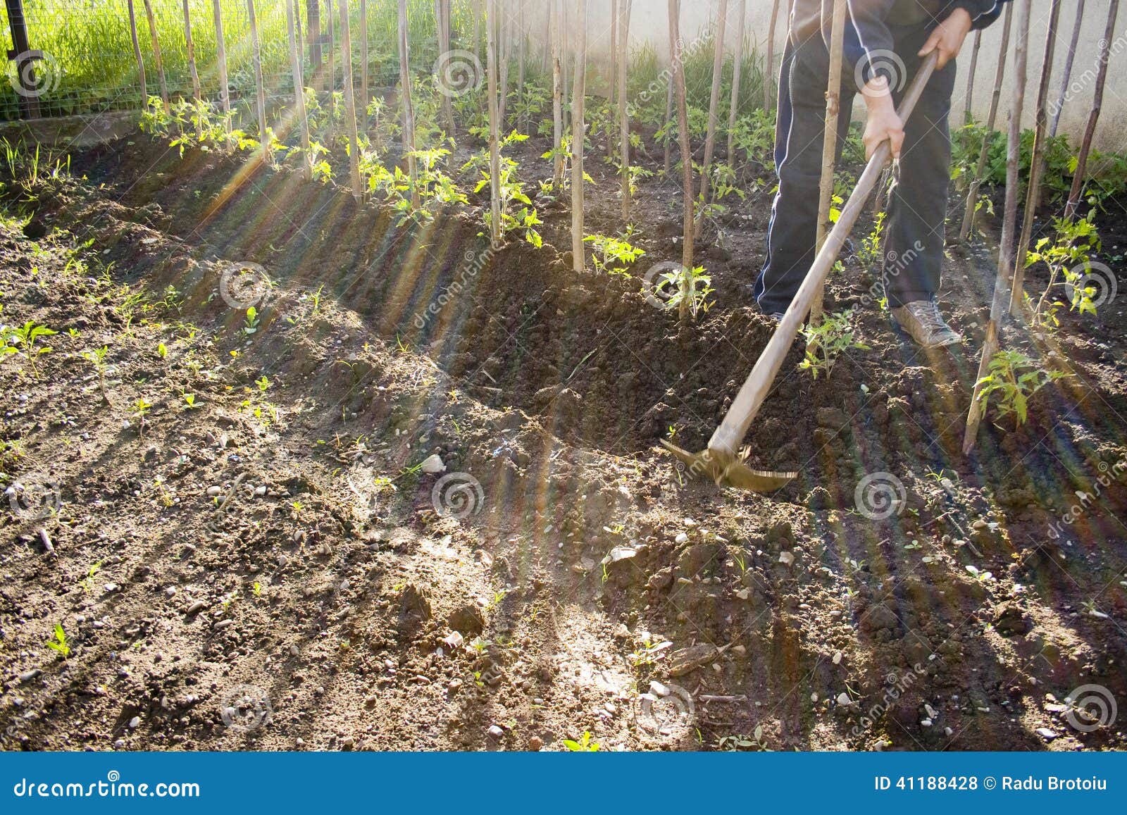 Hoeing tomatoes stock photo. Image of outdoor, spade - 41188428