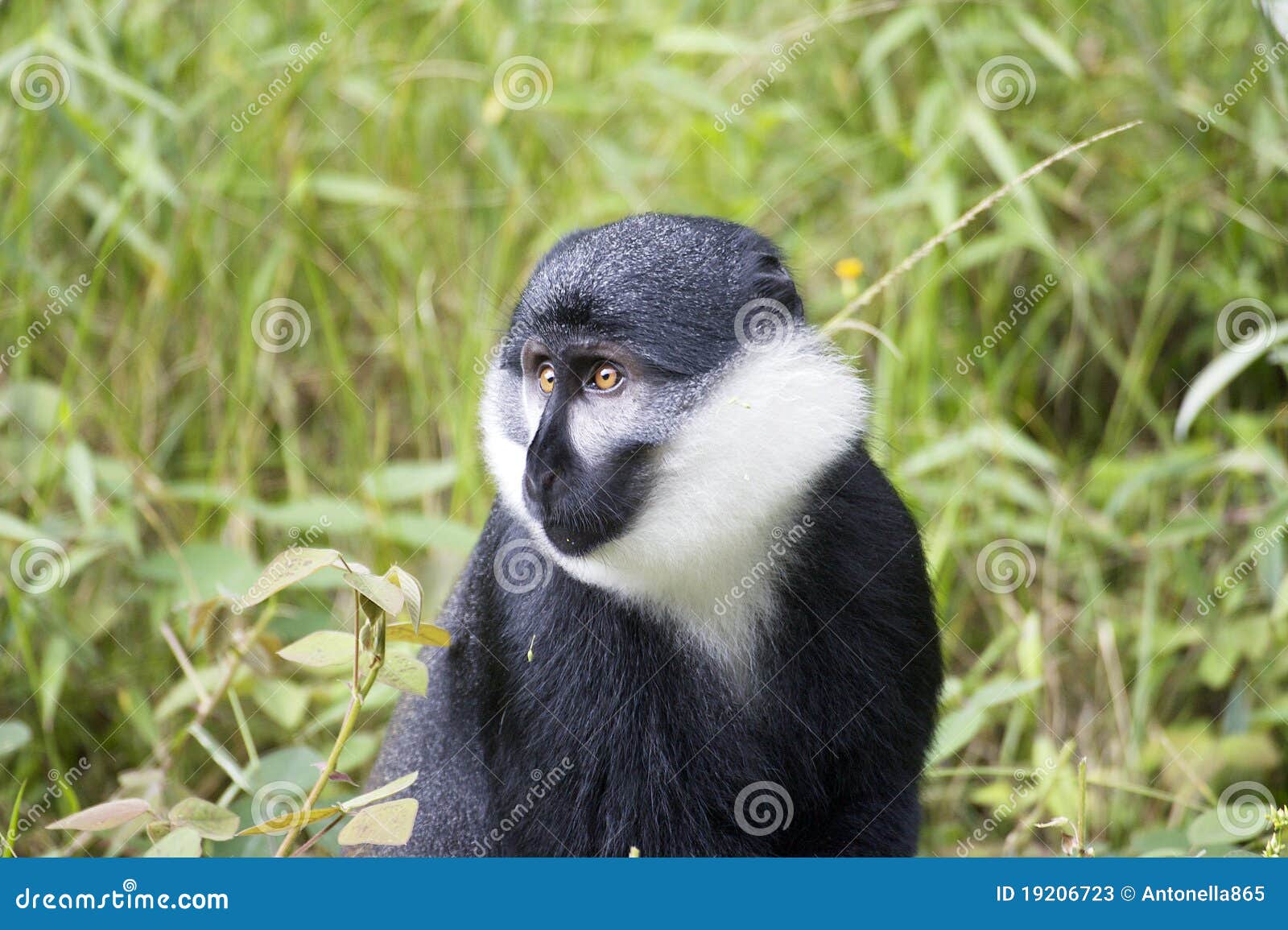 Hoest S Monkey (Cercopithecus Lhoesti) Stock Image - Image of mountain ...