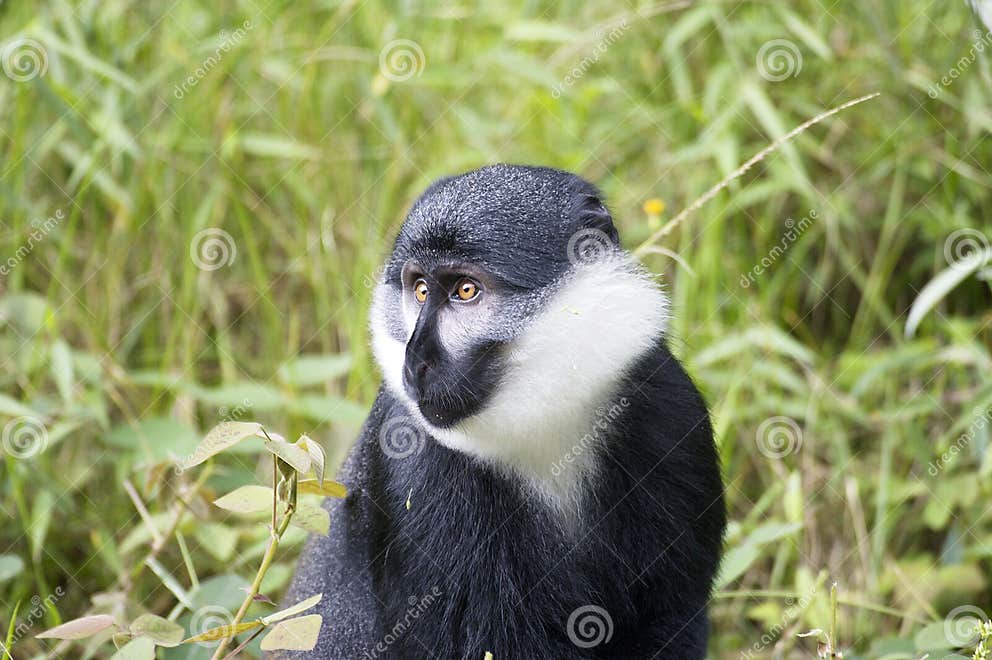 Hoest S Monkey (Cercopithecus Lhoesti) Stock Image - Image of mountain ...