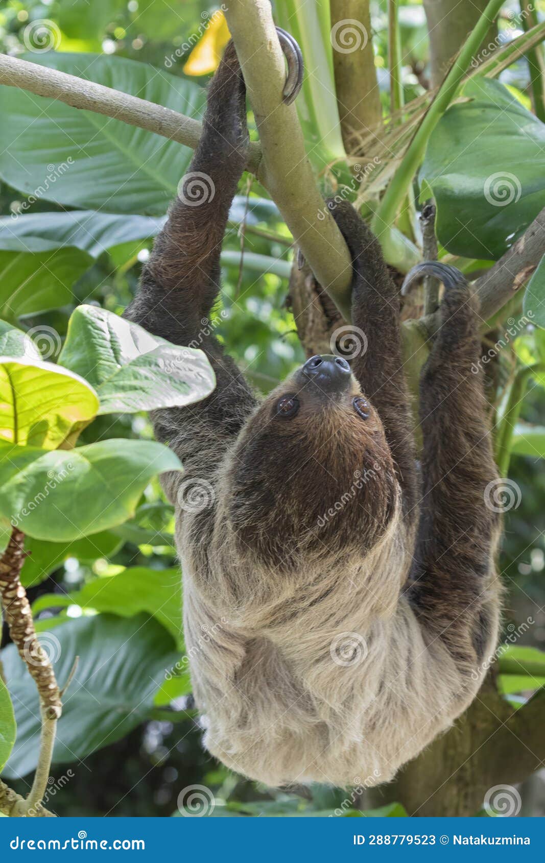 Hoffmann S Two-toed Sloth Close Up Stock Image - Image of brown ...