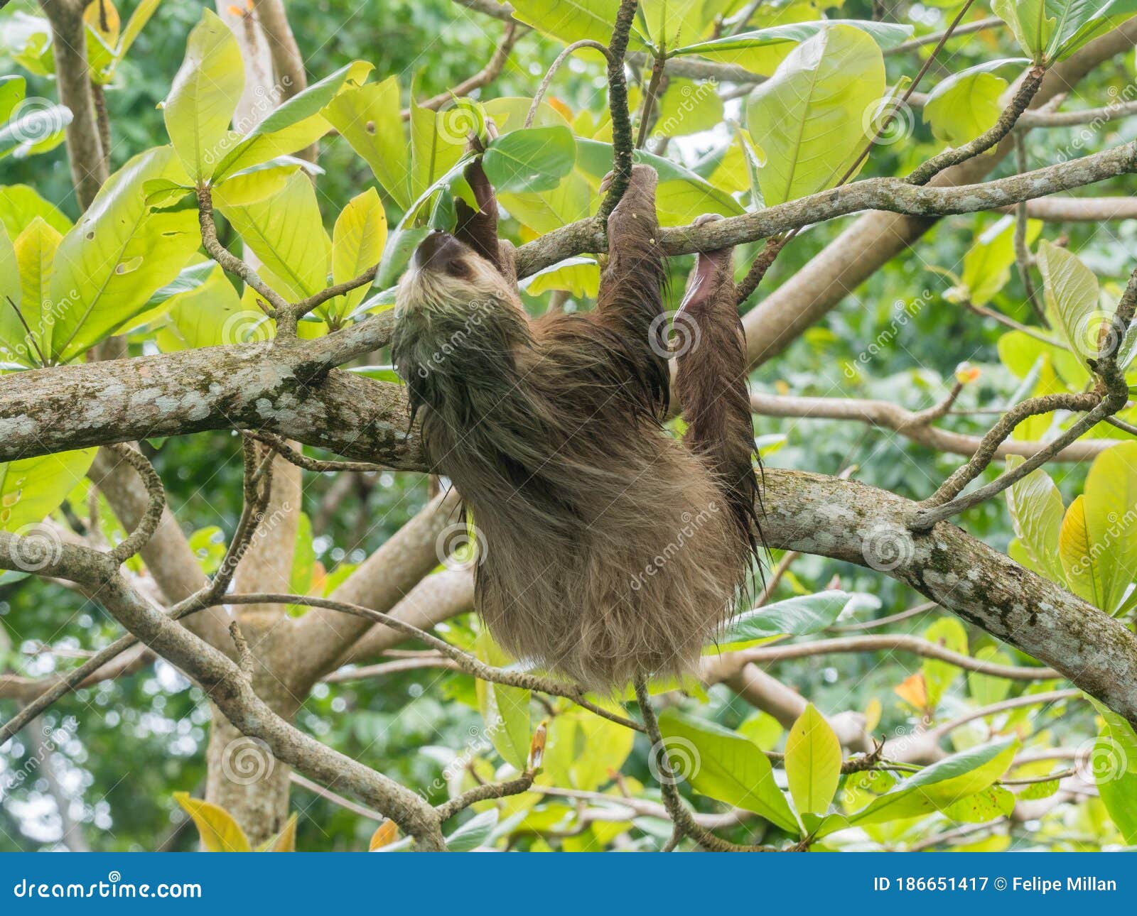Hoffmann`s Two-toed Sloth With Baby. Choloepus Hoffmannii Royalty-Free ...
