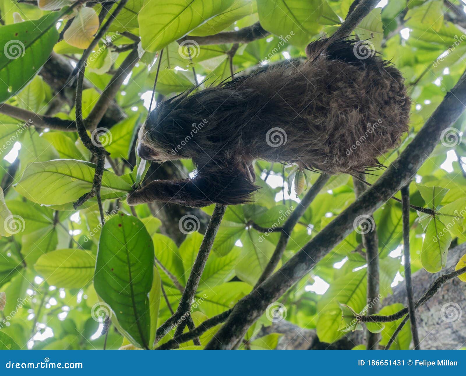 Hoffmann`s Two-toed Sloth Hanging and Eating Leaves Stock Image - Image ...