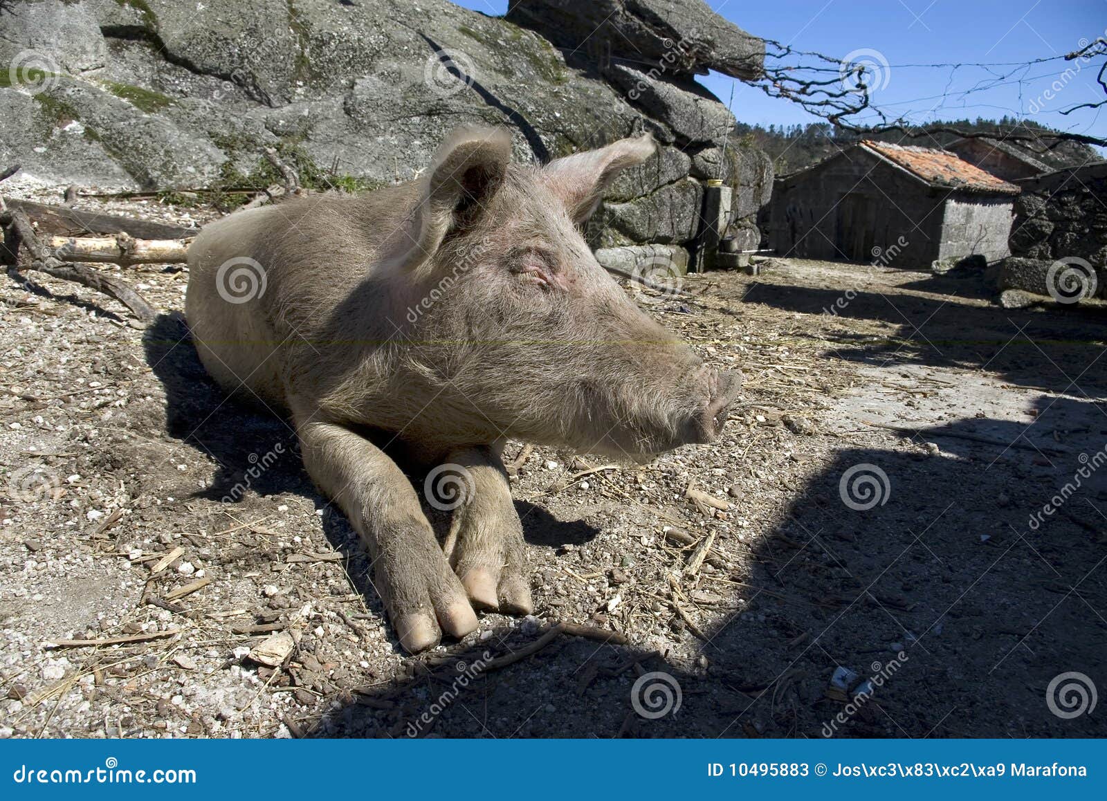 Hog stock image. Image of nose, natural, funny, lazy - 10495883