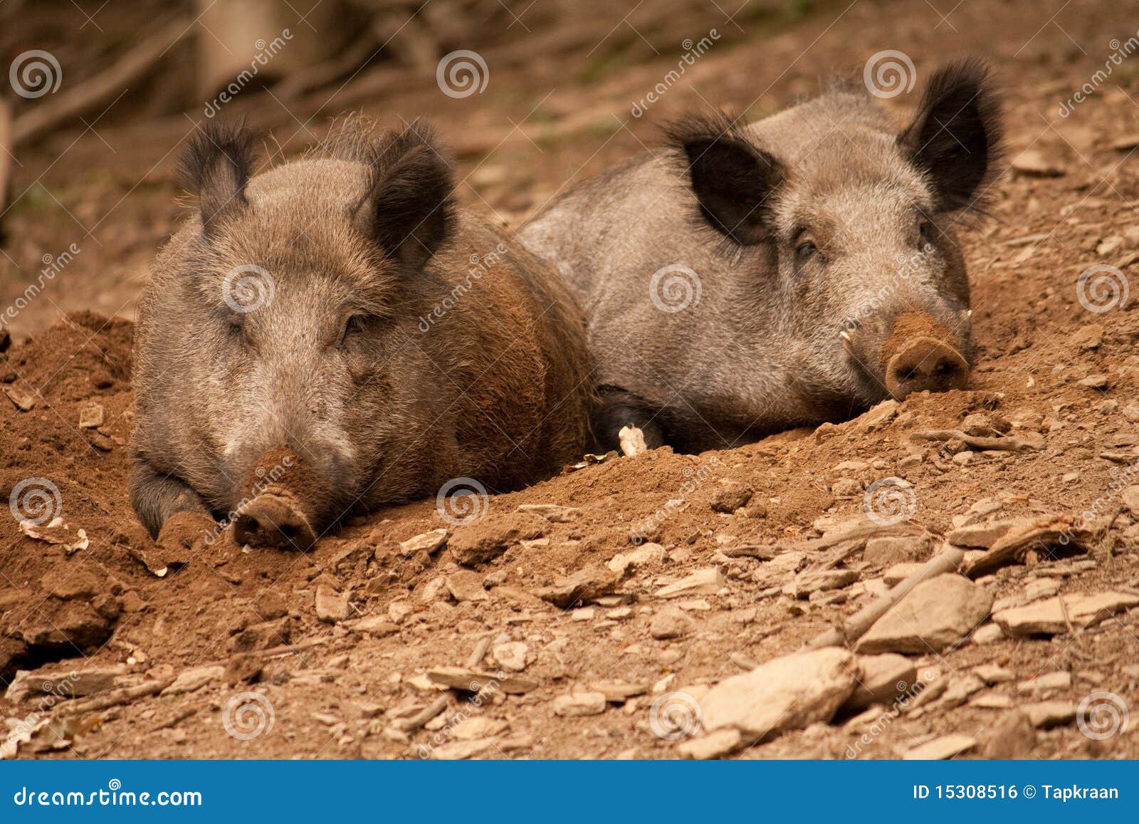 Hog stock photo. Image of happy, meat, park, smiling - 15308516
