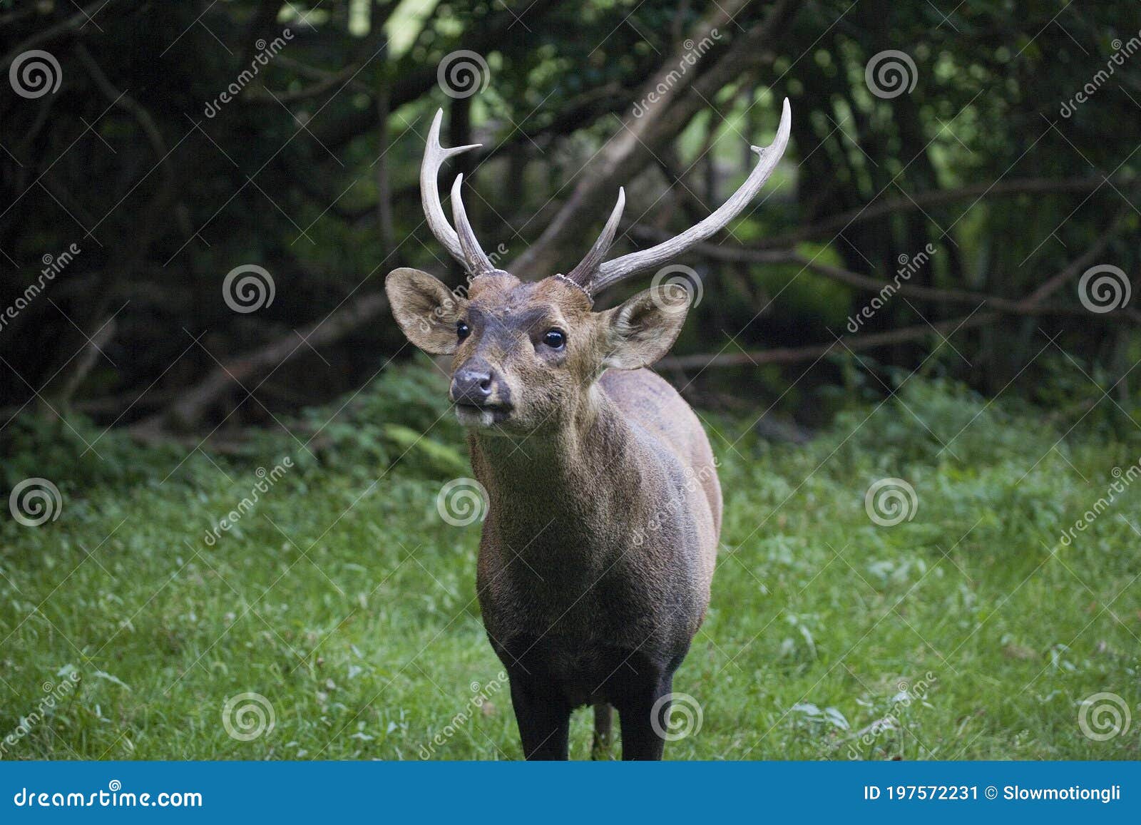 Hog Deer, Axis Porcinus, Male Stock Image - Image of animal, mammal ...