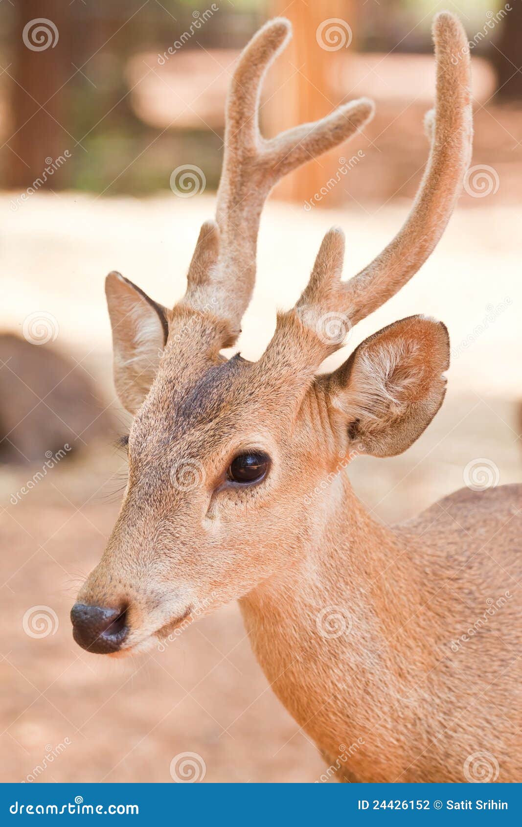 Hog deer close up stock photo. Image of animal, mountain - 24426152