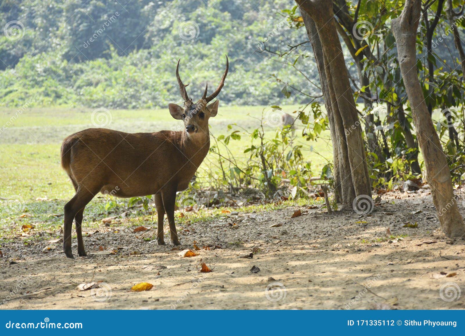 Wildlife Hog Deer in Myanmar Stock Photo - Image of grass, endangered ...