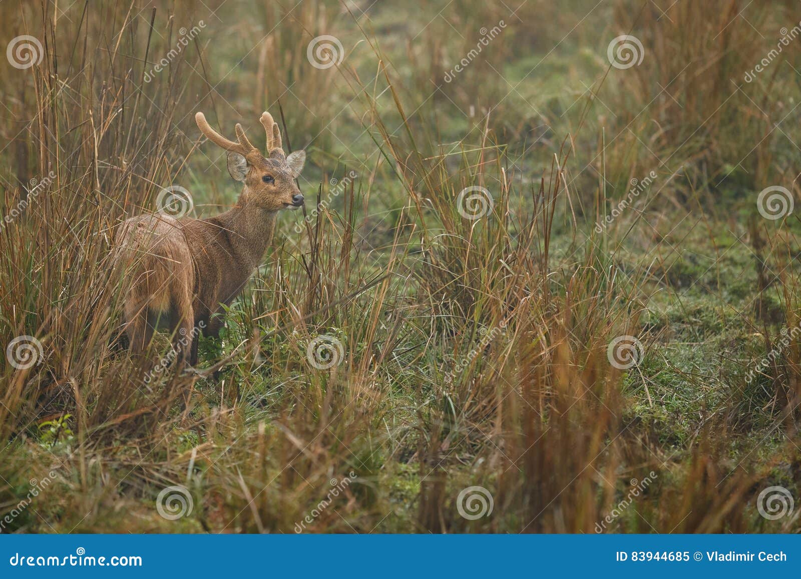 Hog Deer on the Grassland of Kaziranga in Assam Stock Image - Image of ...
