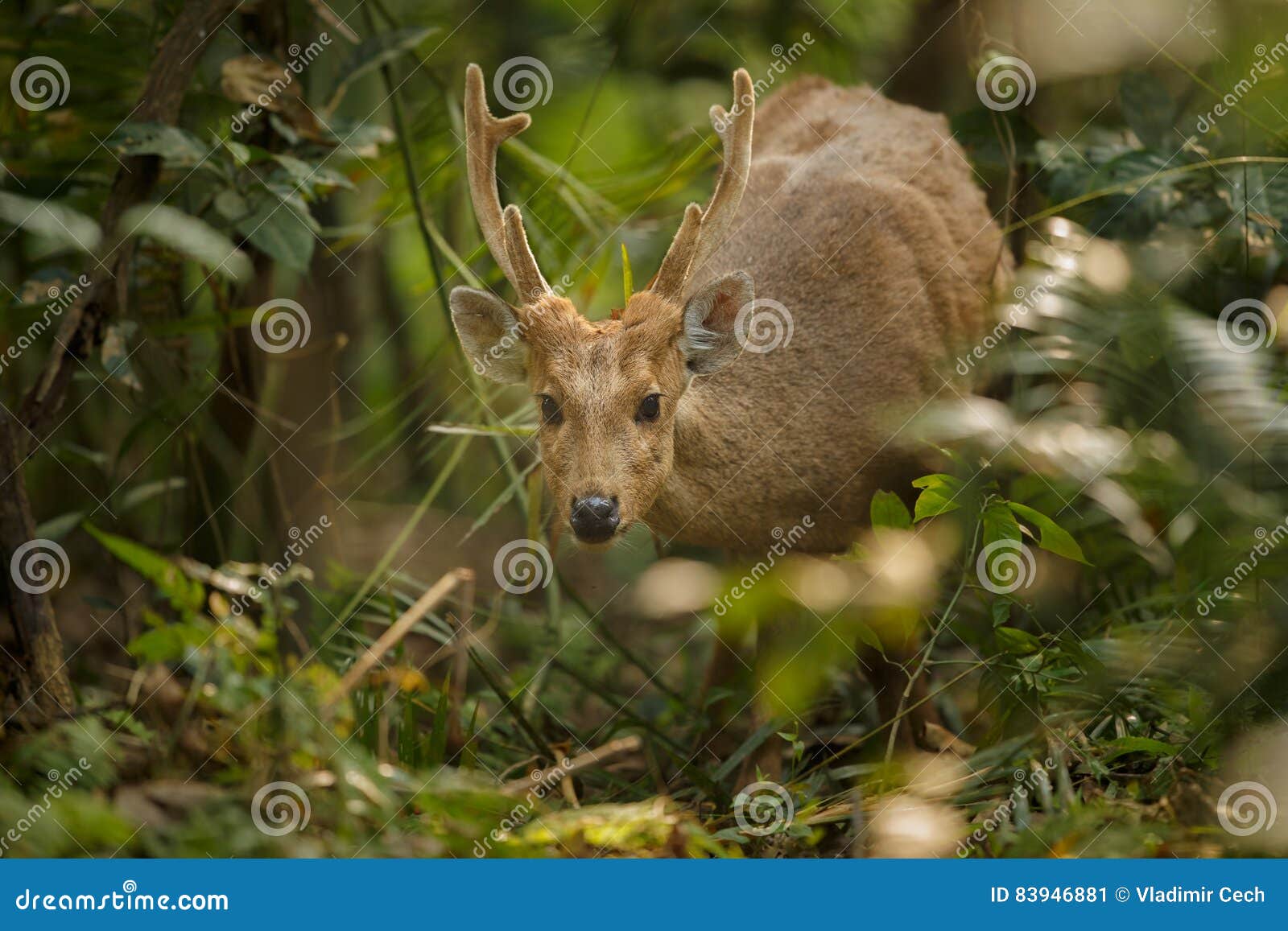Hog Deer on the Grassland of Kaziranga in Assam Stock Image - Image of ...