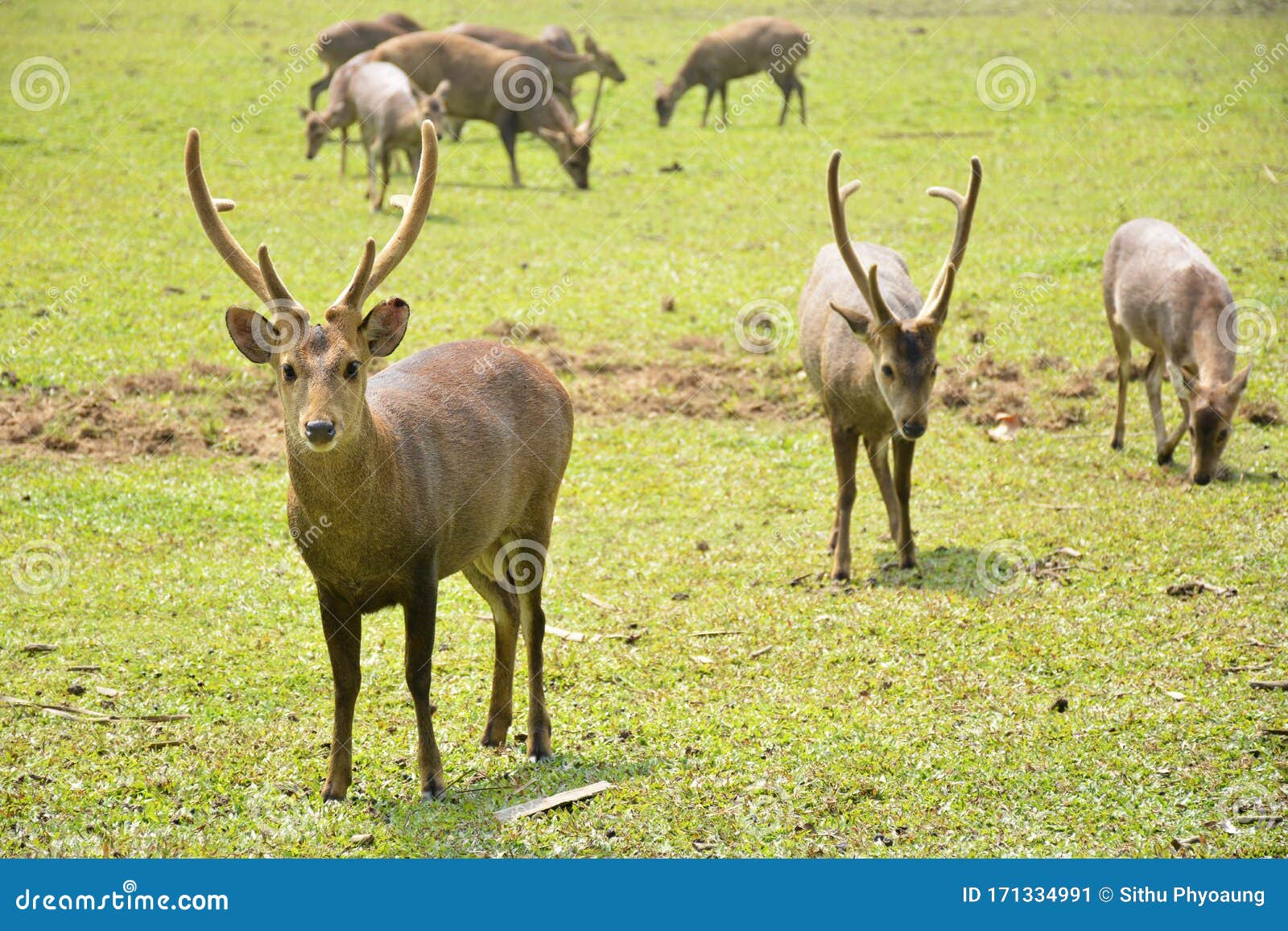 Hog Deer on green field stock image. Image of wild, nature - 171334991