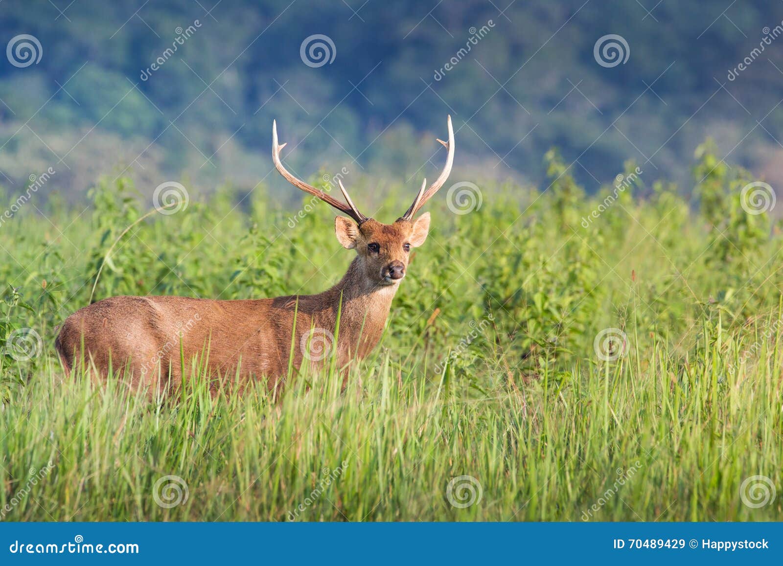Hog deer stock image. Image of nature, life, deer, brown - 70489429