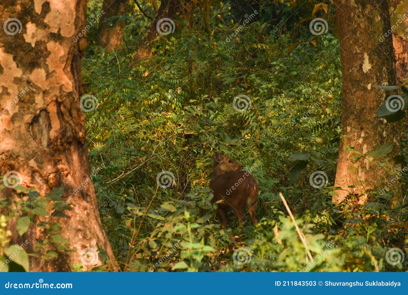 Hog Deer at Manas National Park . Stock Image - Image of manas, mans ...