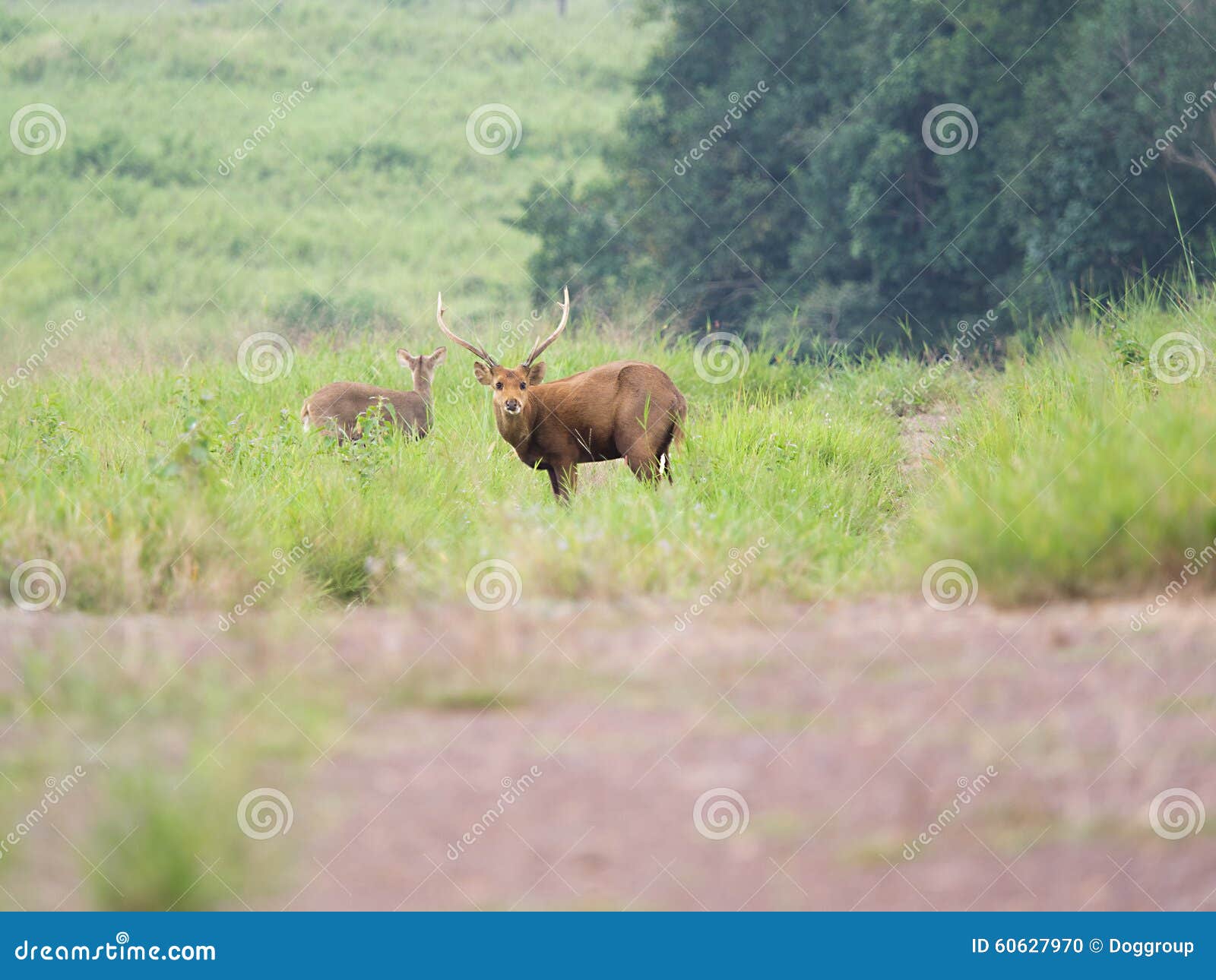 Hog deer in open field stock photo. Image of living, assess - 60627970