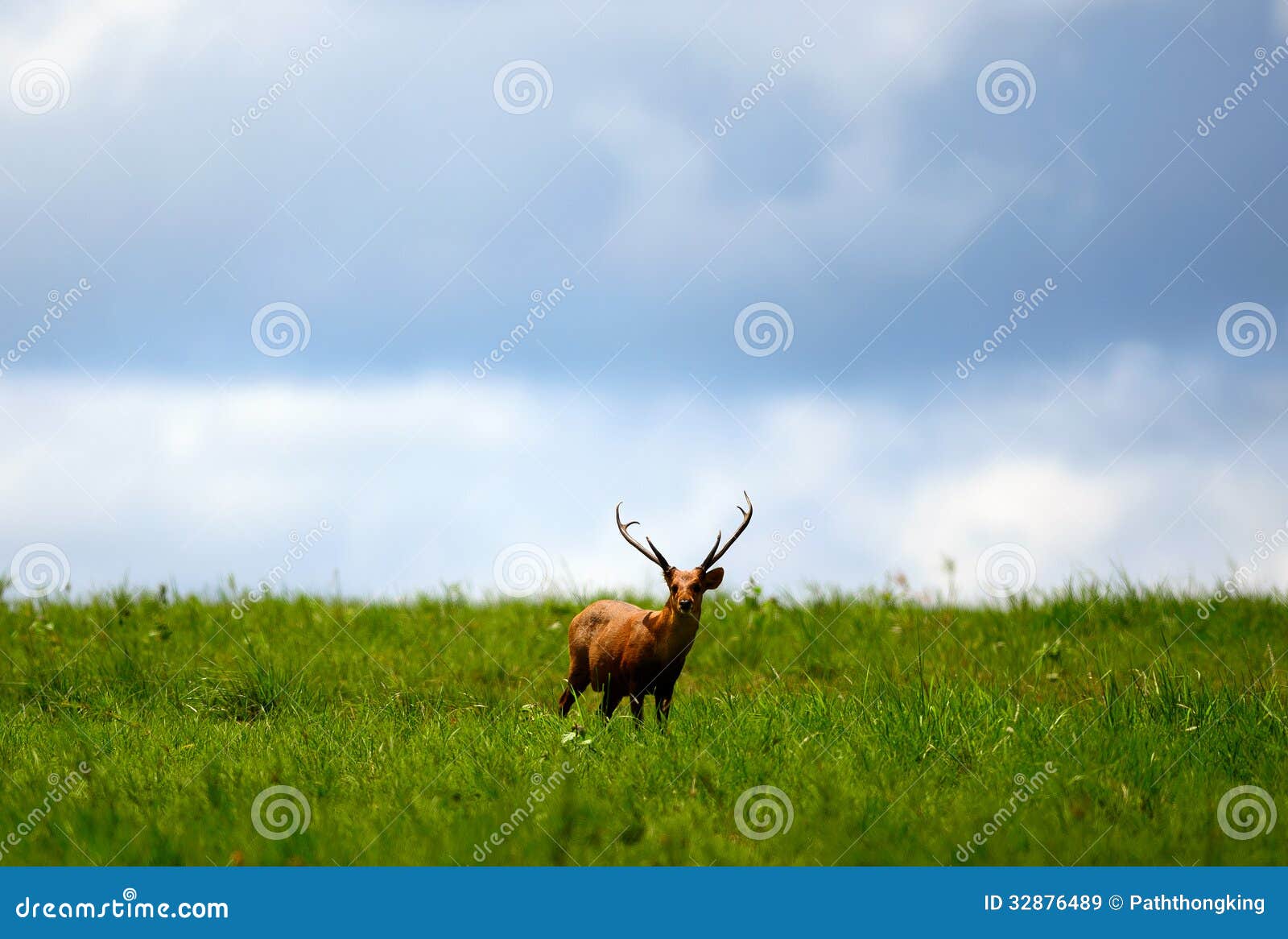 Hog deer stock image. Image of green, forest, wildlife - 32876489