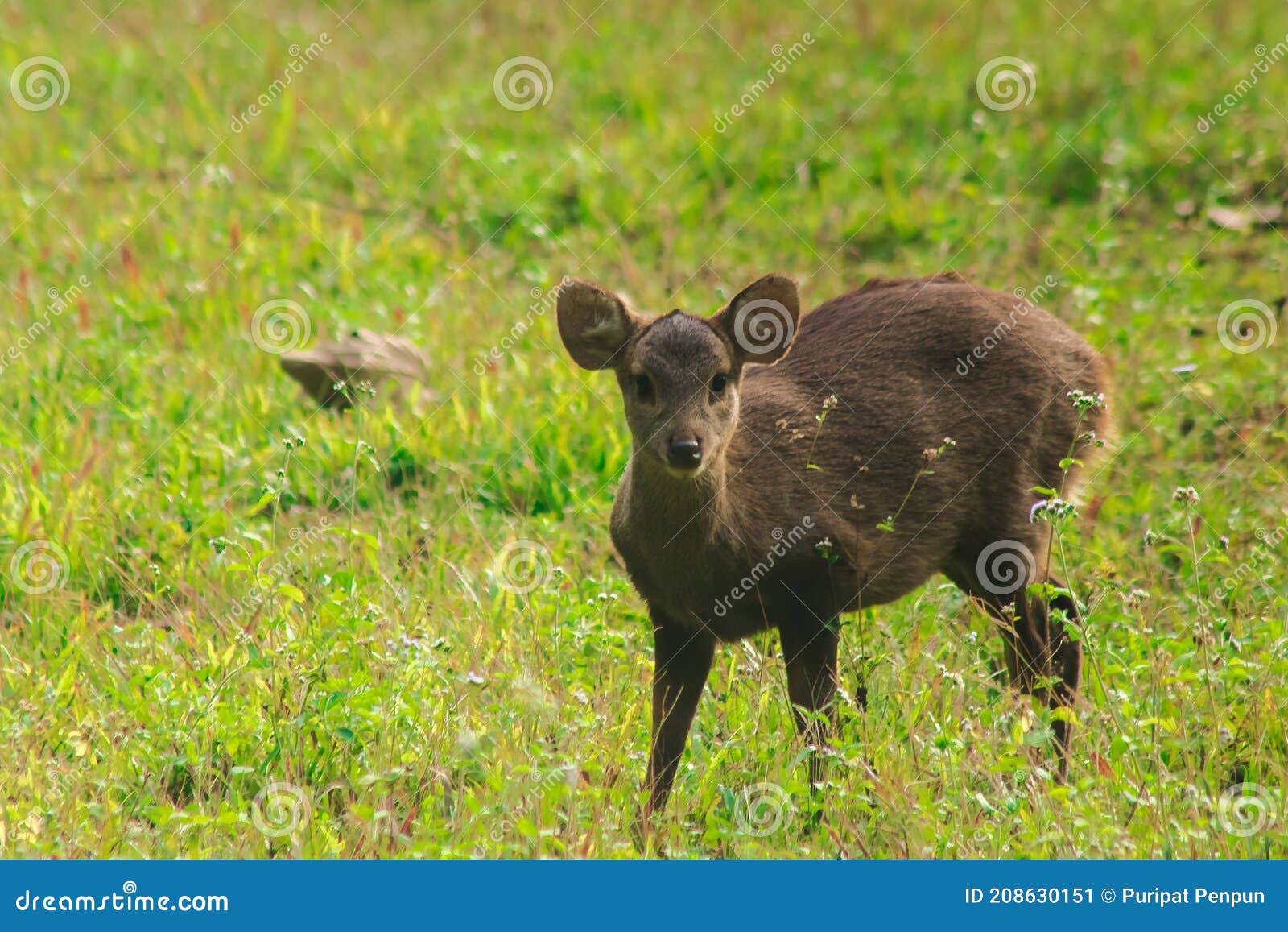 The Hog Deer Stood in the Edge of the Forest Looking Suspicious Stock ...