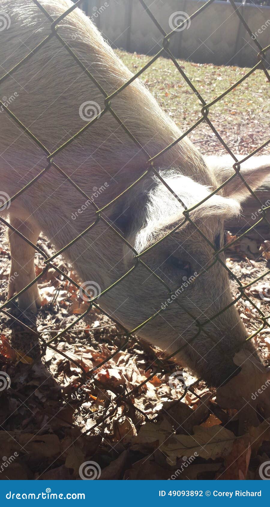 Hog eye stock photo. Image of meat, good - 49093892