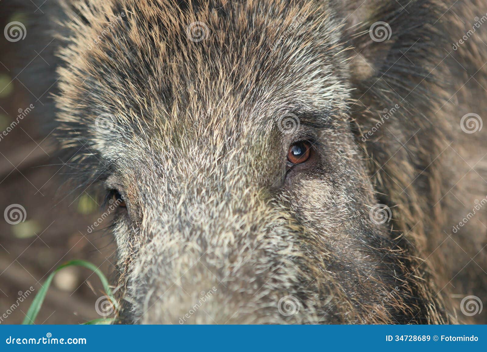 Hog eyes stock image. Image of animals, little, eyes - 34728689
