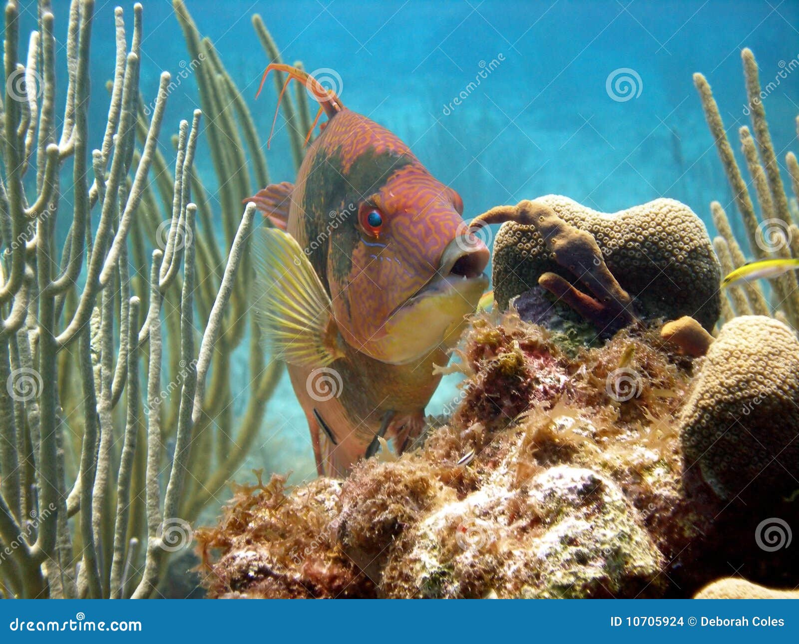 Hog fish stock photo. Image of deep, water, fish, diver - 10705924