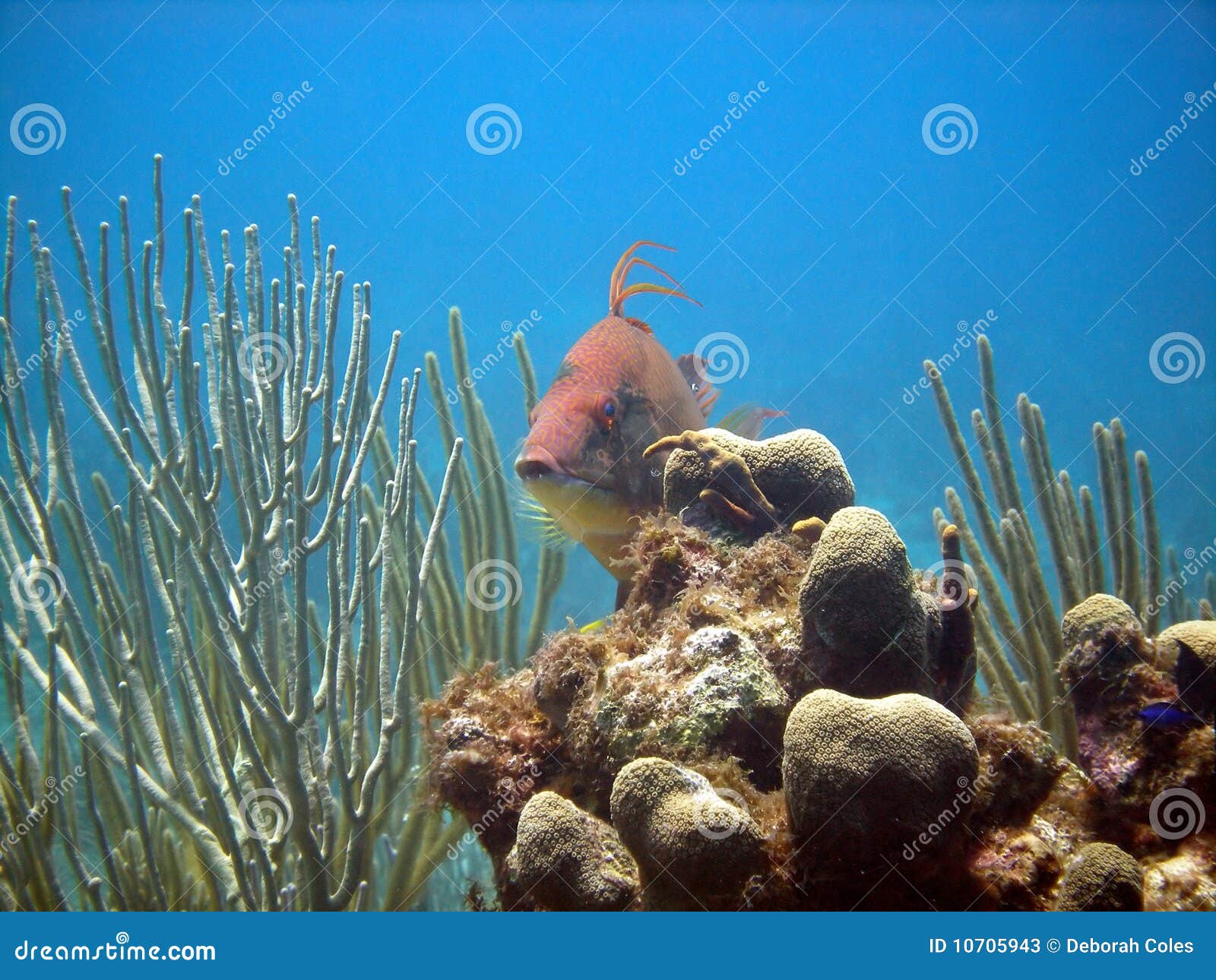 Hog fish stock image. Image of marine, head, scales, plants - 10705943