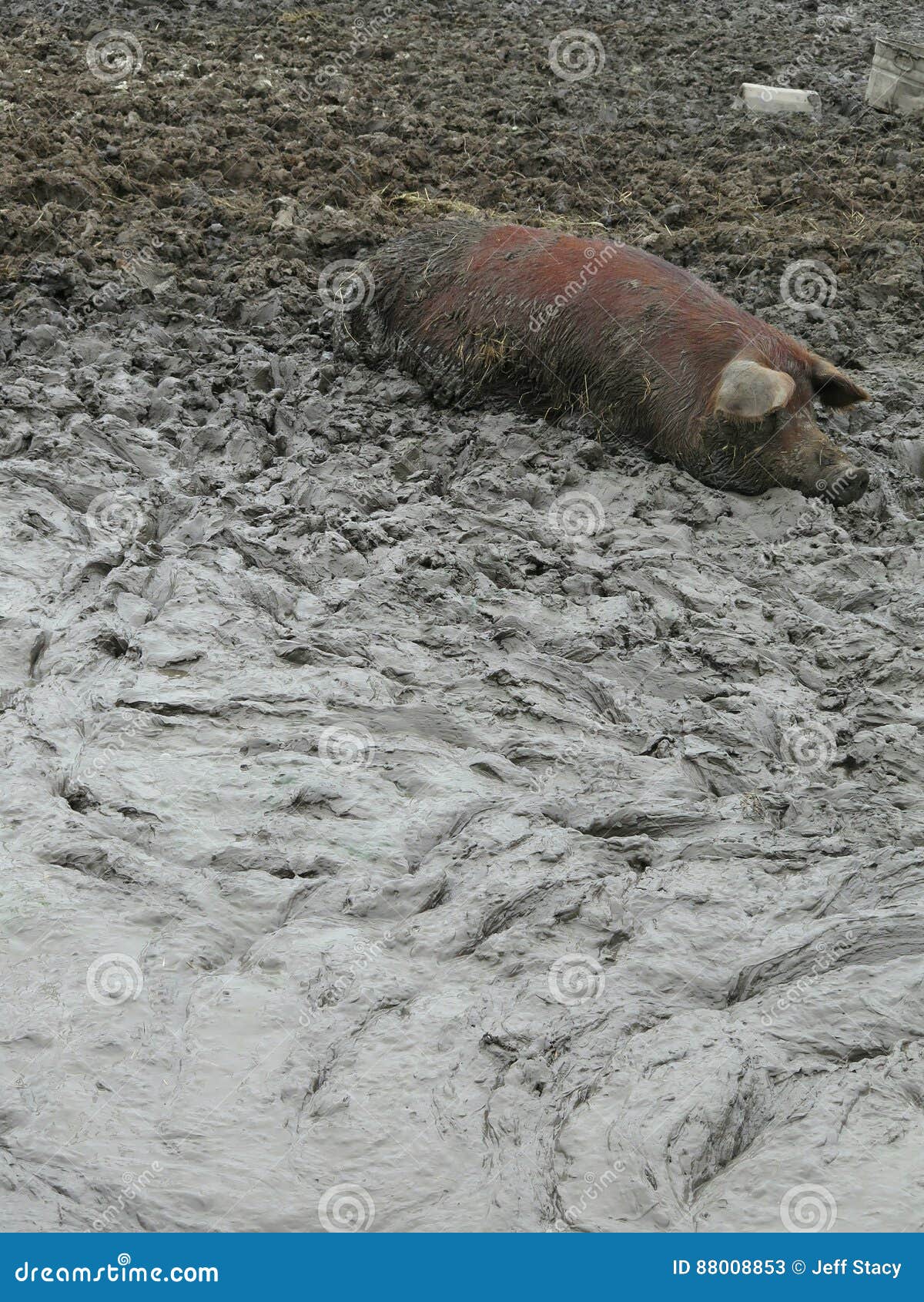 Hog laying in mud stock image. Image of farm, rural, porky - 88008853