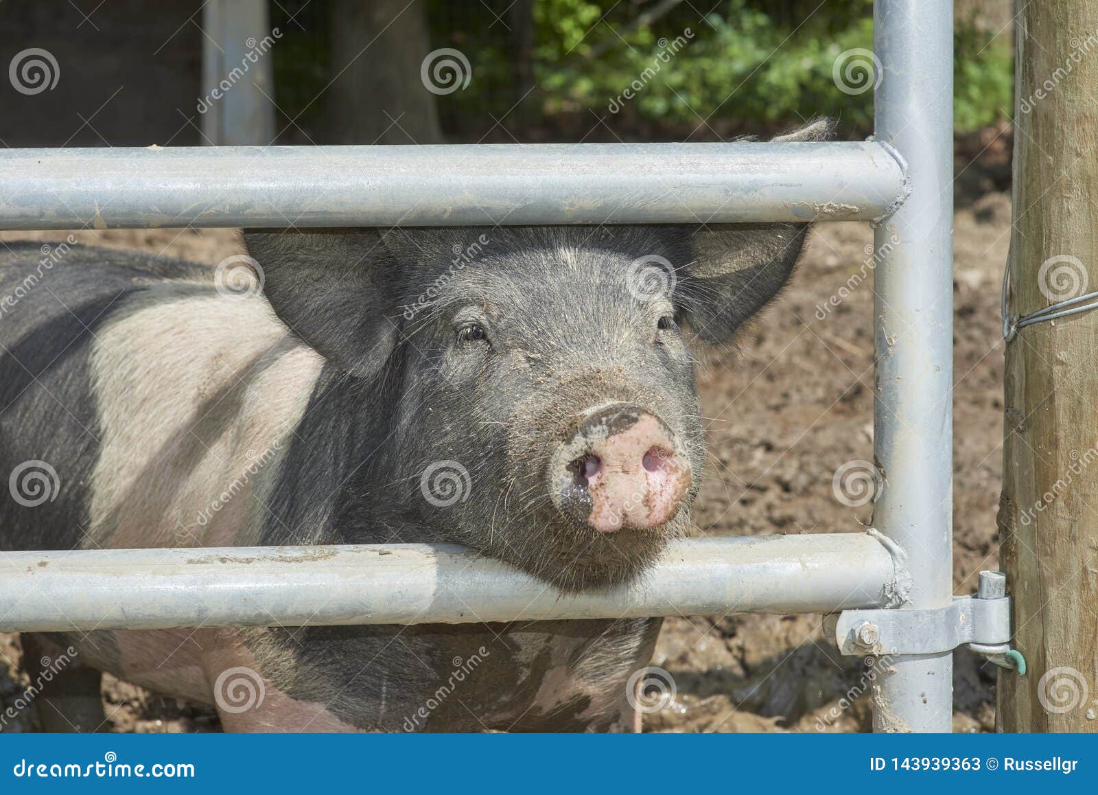Hog looking out stock image. Image of porker, boar, swine - 143939363