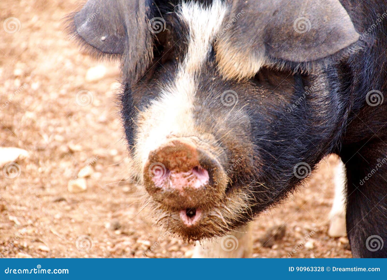 Hog making a face stock photo. Image of country, ears - 90963328