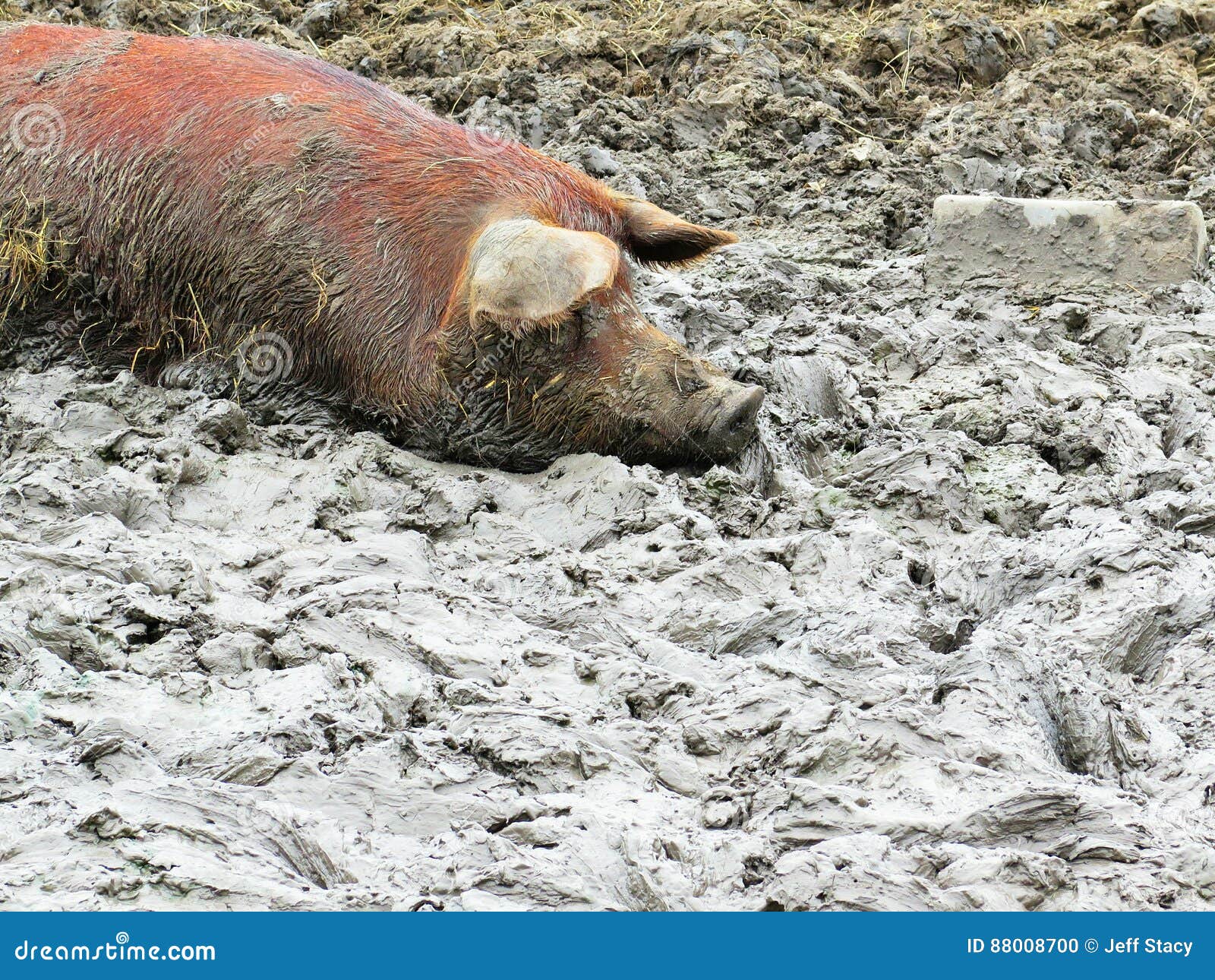 Hog and Mud stock photo. Image of rural, lying, animal - 88008700