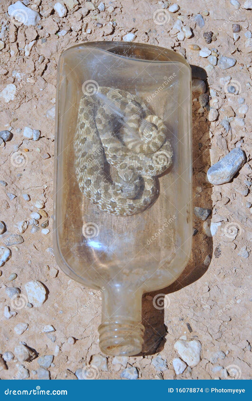 Hog Nose snake stock photo. Image of inside, rocks, wild - 16078874