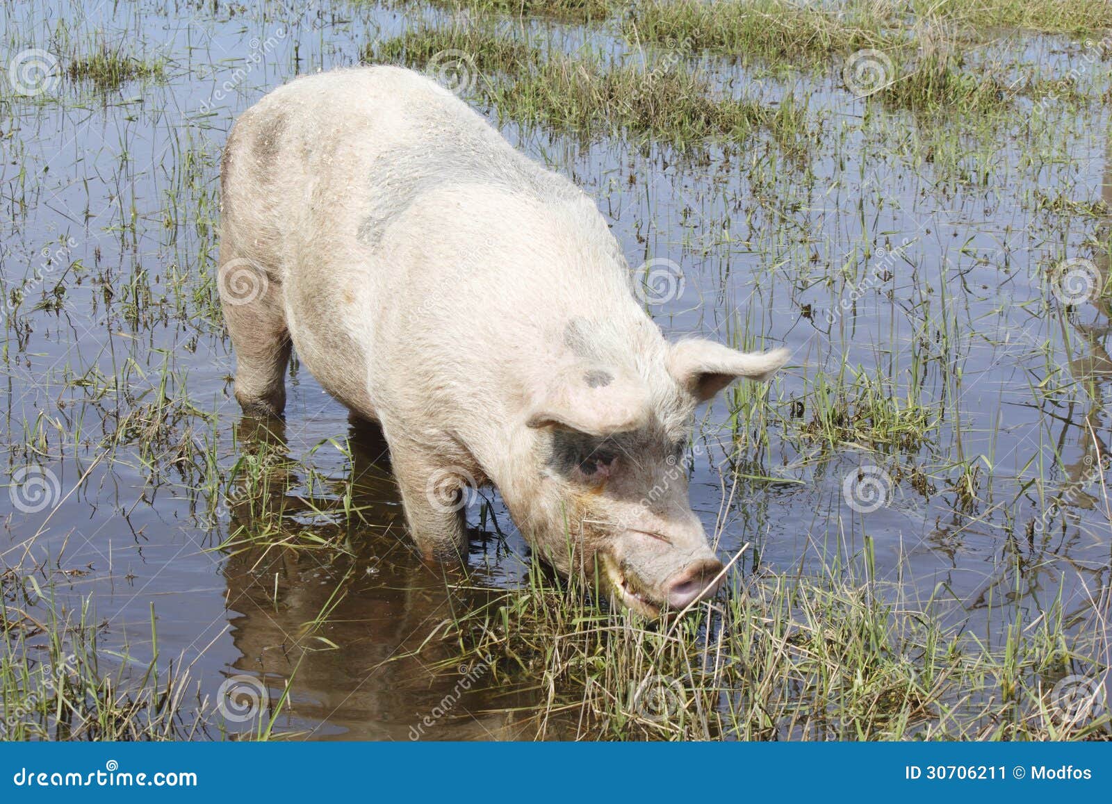Hog in a Slough stock image. Image of large, outside - 30706211