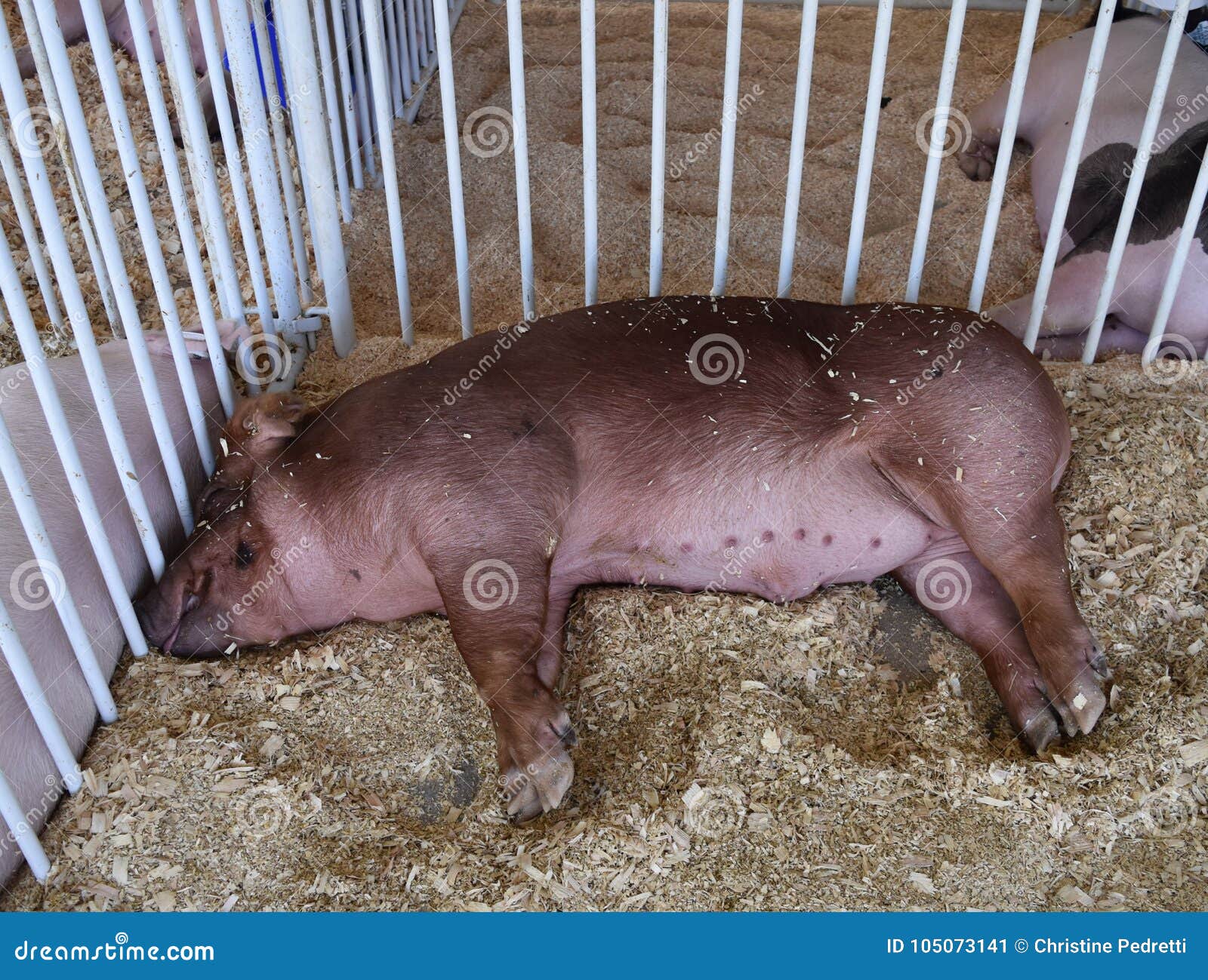 Pig Resting in a Pen at the County Fair Stock Image - Image of wildlife ...