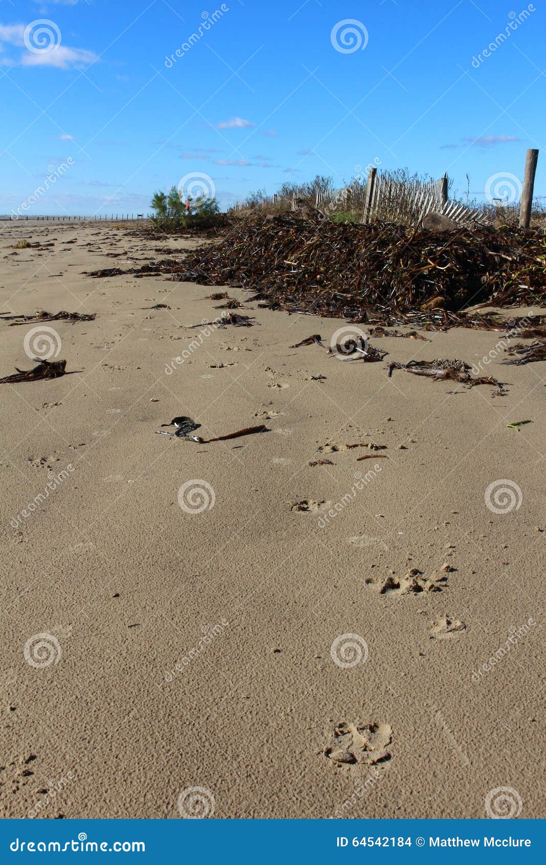 Hog tracks on the beach stock photo. Image of ocean, dunes - 64542184