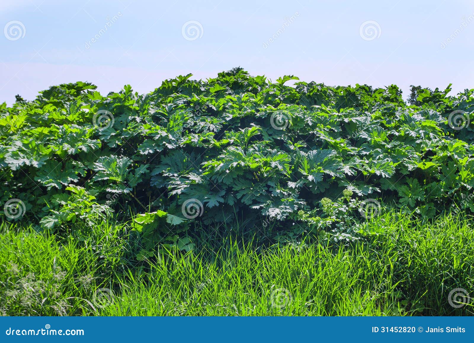 Hog weed. stock photo. Image of countryside, mantegazzianum - 31452820