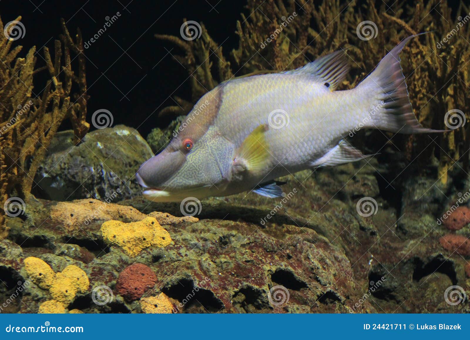 Hogfish stock image. Image of reef, life, nature, marine - 24421711