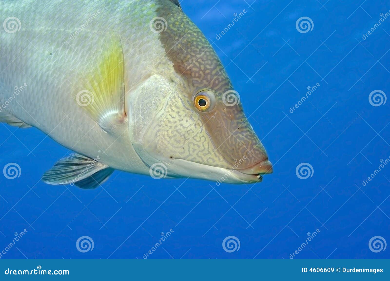 Hogfish with Blue Copy-space Stock Image - Image of snout, patterns ...