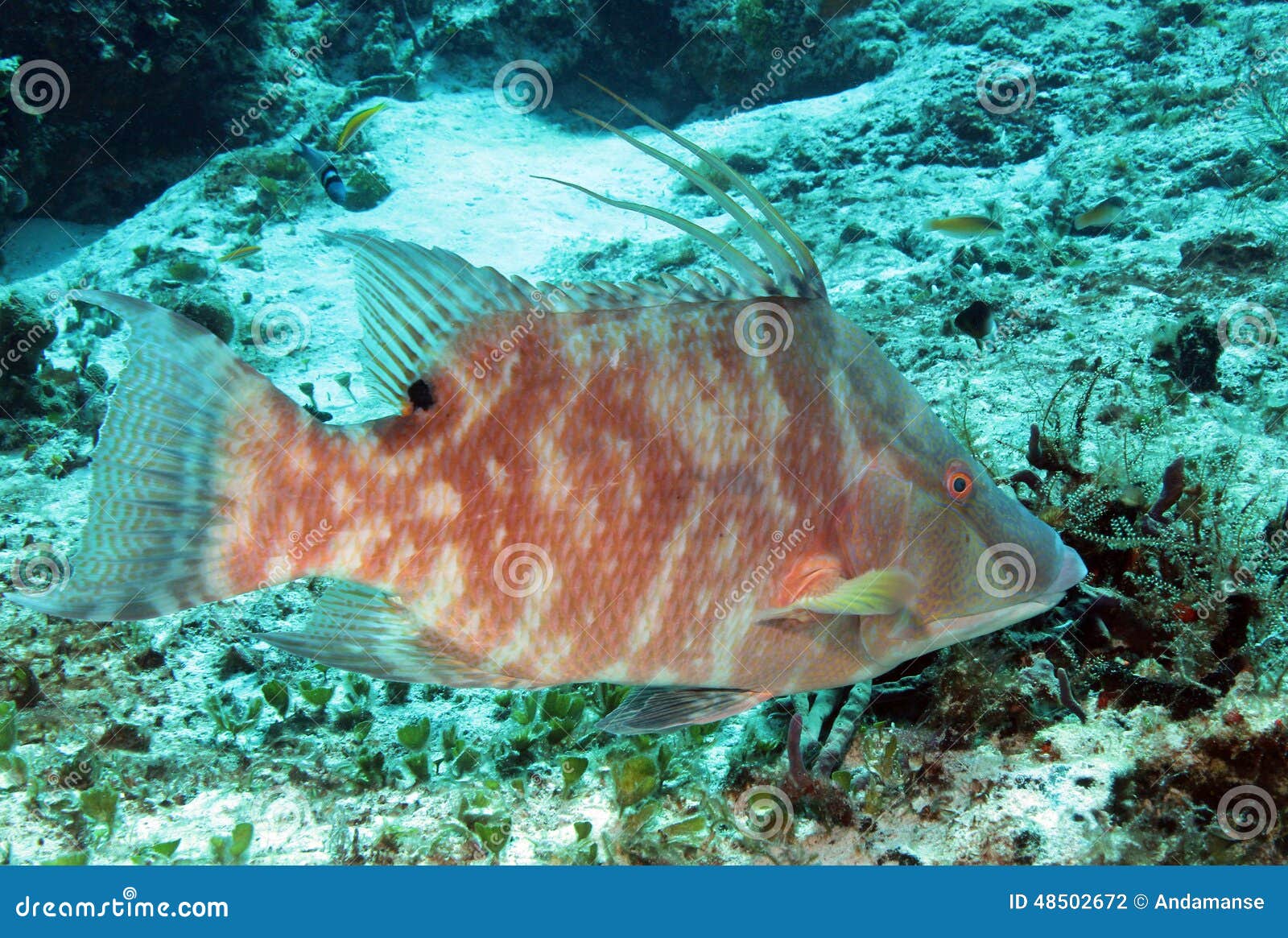Hogfish stock photo. Image of hogfish, playa, underwater - 48502672