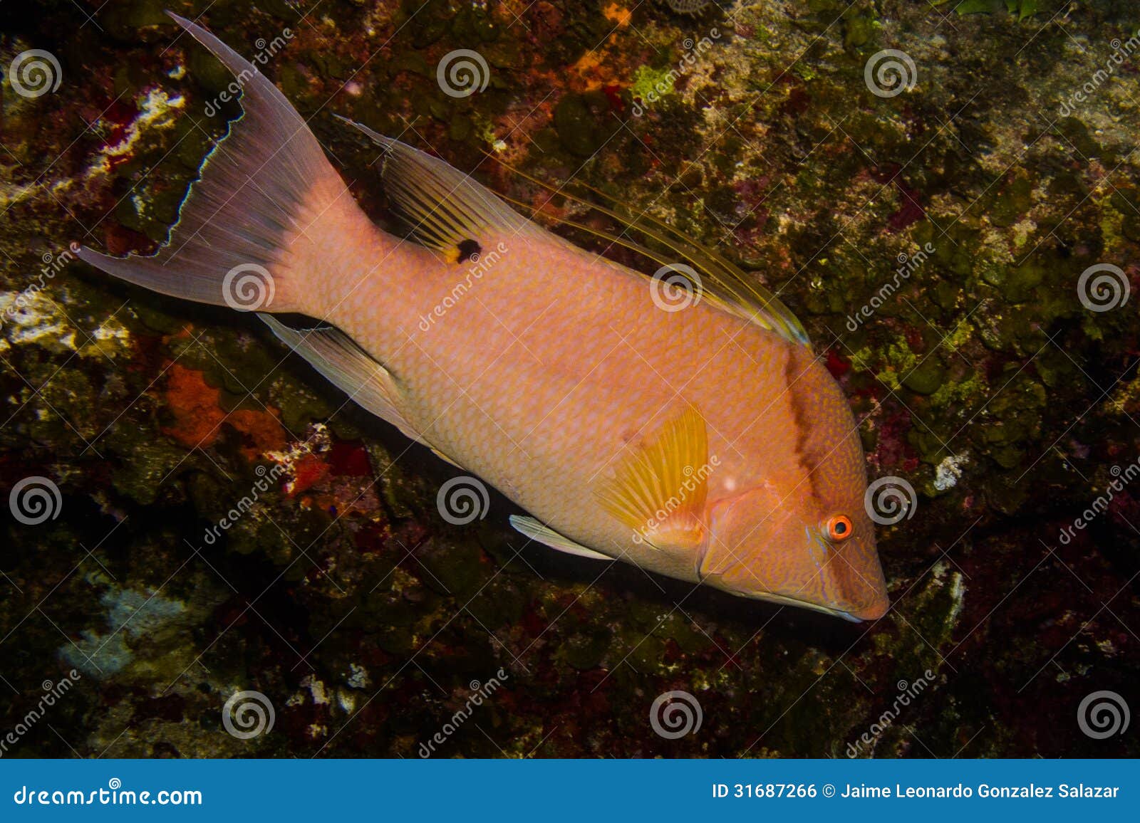 Hogfish stock photo. Image of animal, endangered, biology - 31687266