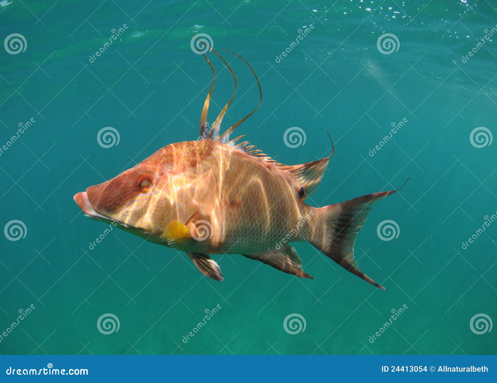 Hogfish Swimming Underwater Stock Photo - Image of fort, underwater ...