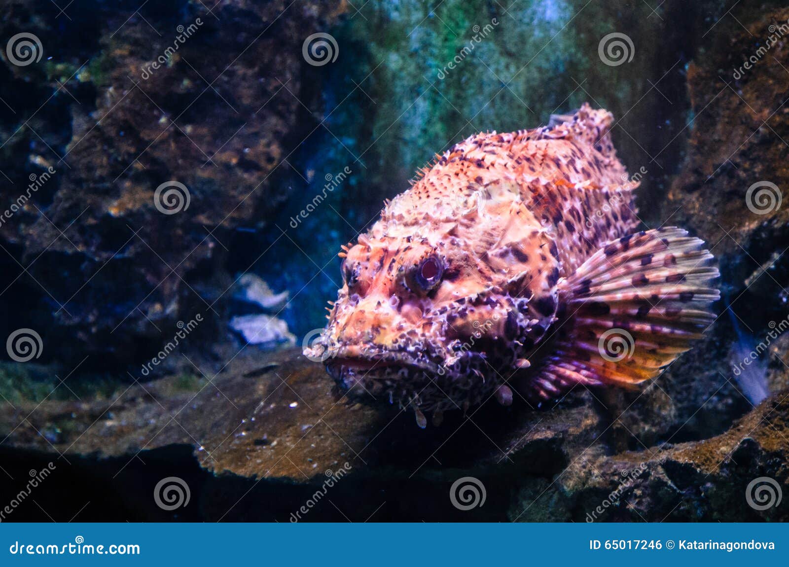 Hogfish swimming in water stock photo. Image of view - 65017246