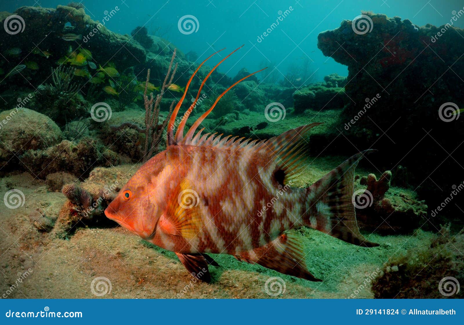 Hogfish or Underwater Lachnolaimus Maximus Stock Photo - Image of ...