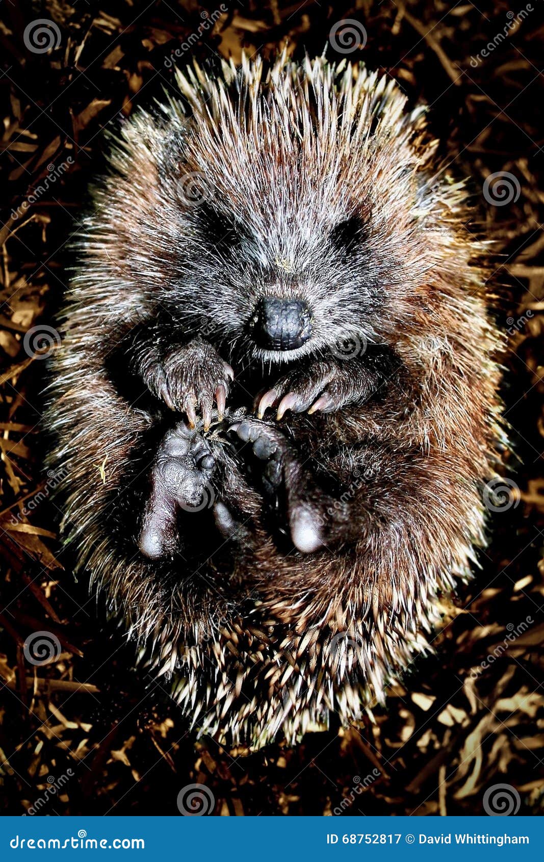 Hoglet stock image. Image of sleeping, baby, mammal, young - 68752817