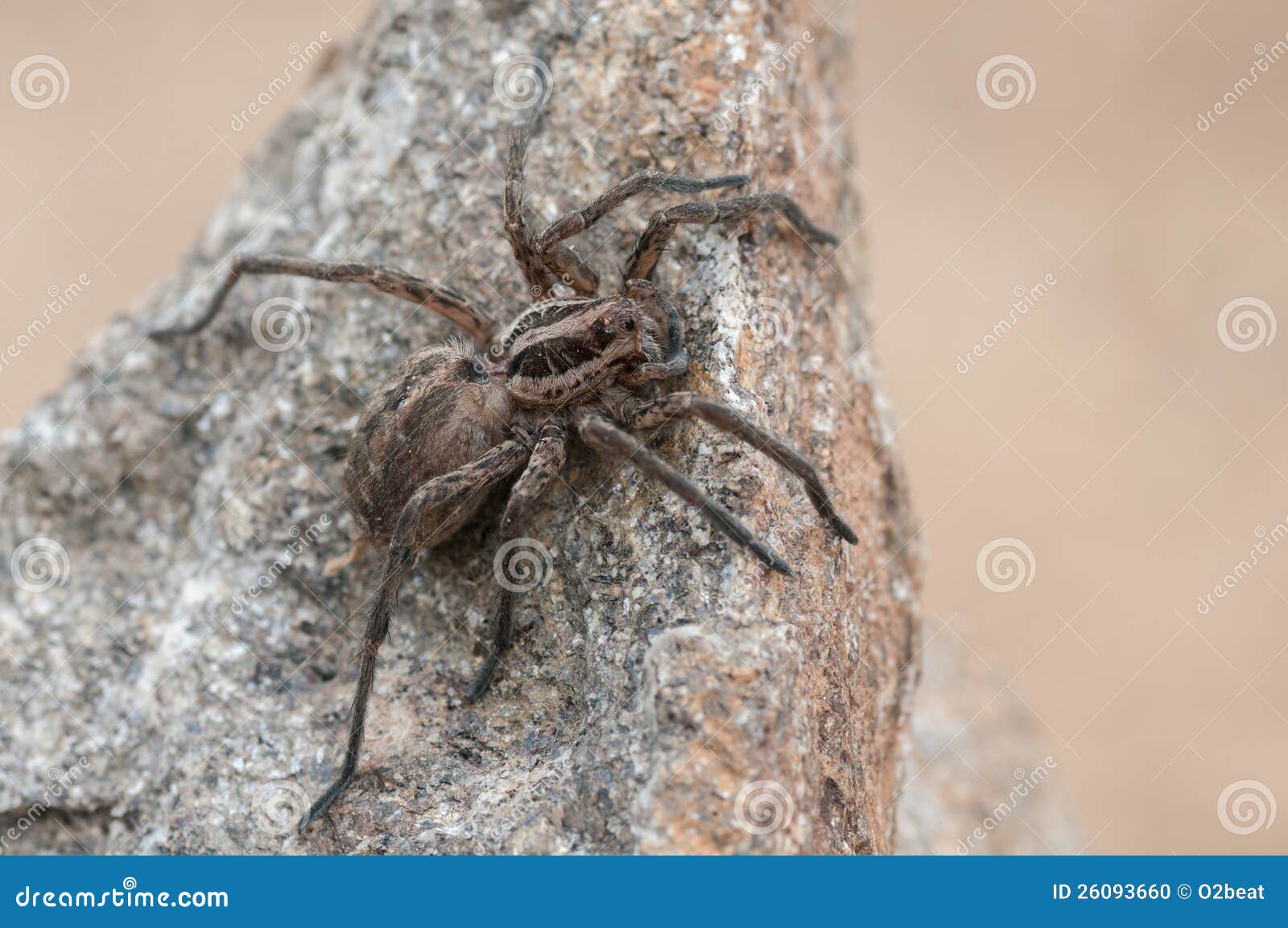 Hogna Radiata, Wolf Spider, Lycosidae Family Close Up Royalty-Free ...