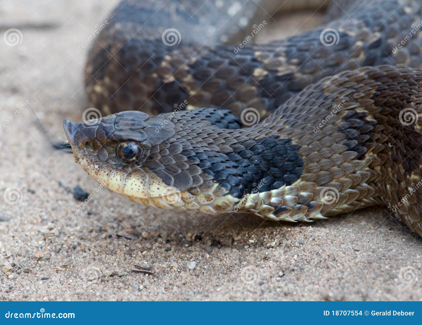 Hognose Snake (Heterodon Platyrhinos) Angry Neck Flare Behavior Royalty ...