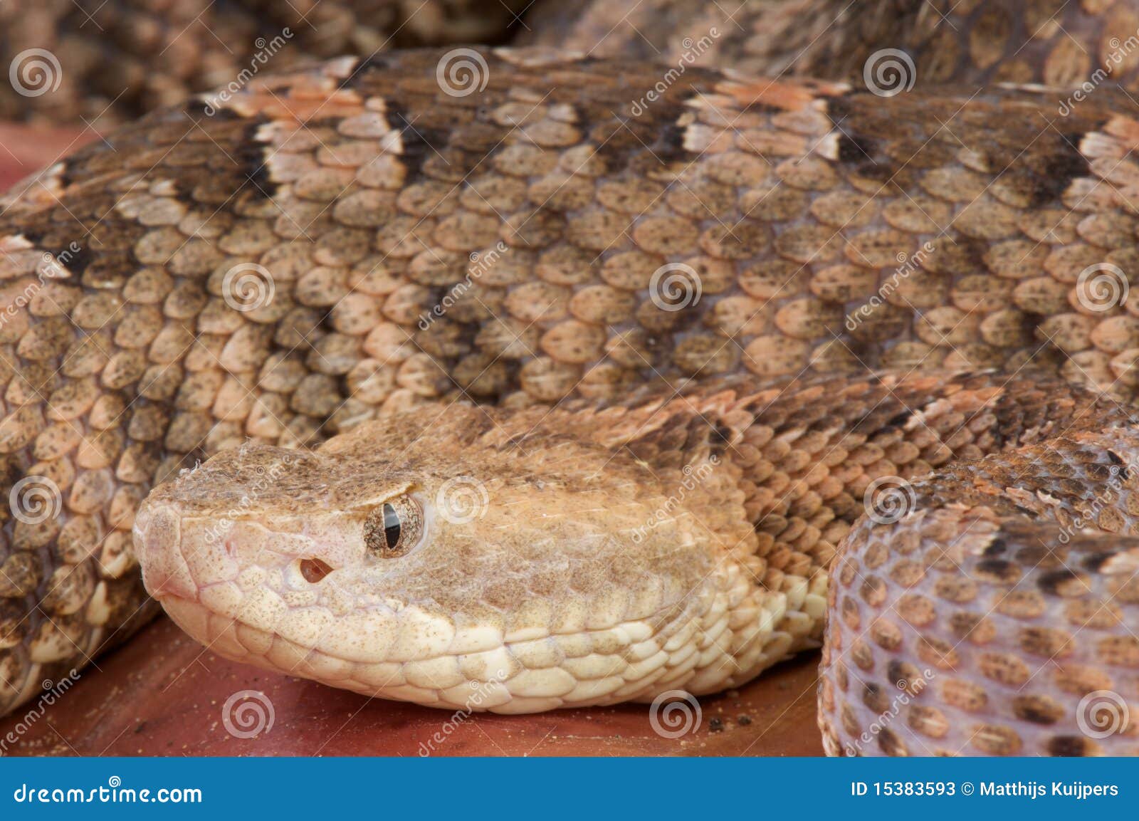 Hognosed viper stock image. Image of reptiles, pets, rica - 15383593