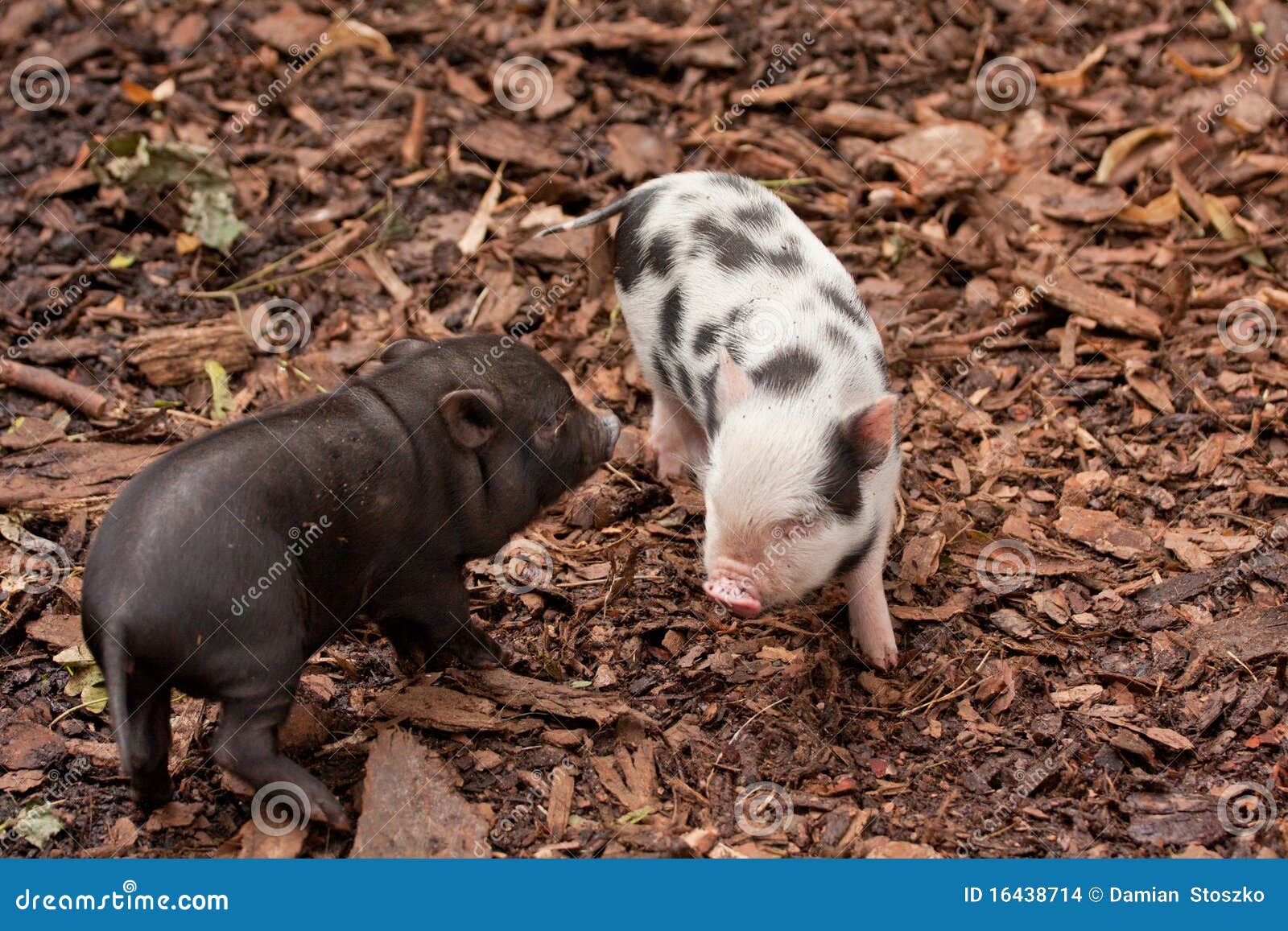Hogs stock photo. Image of animal, wilderness, cute, mammal - 16438714