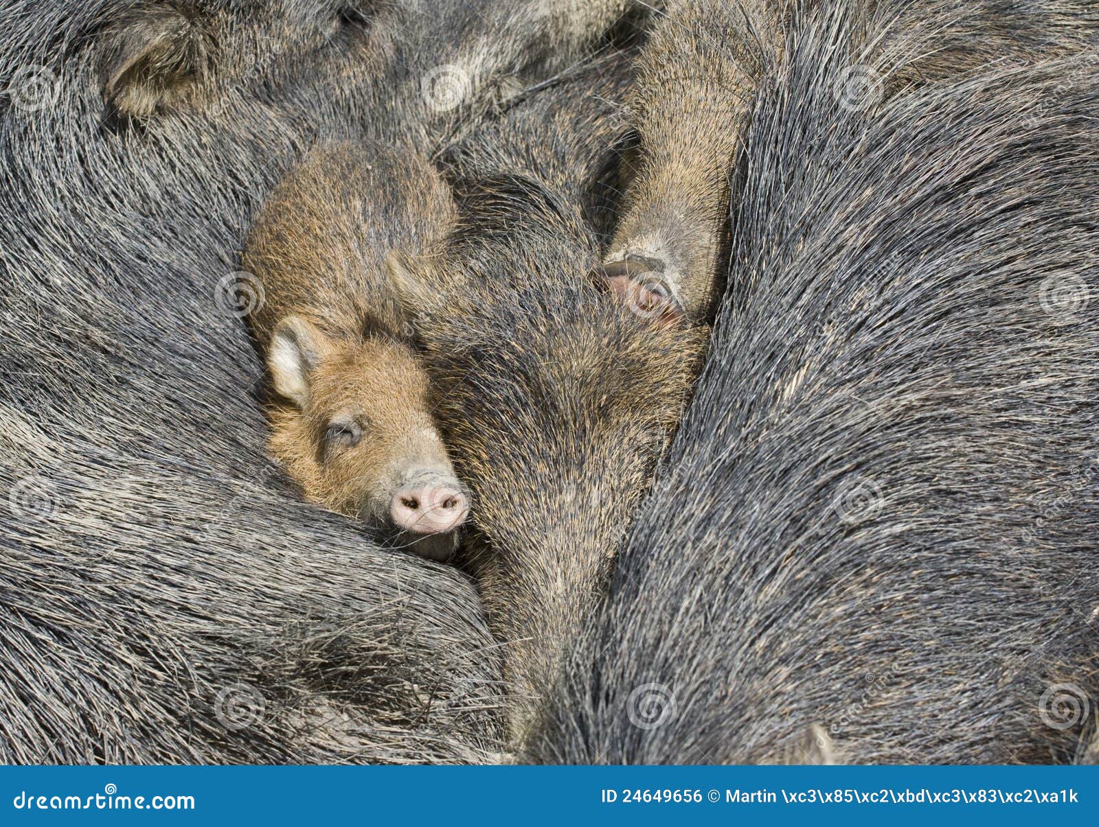 Hogs stock photo. Image of wild, nose, sleep, sniff, zoology - 24649656